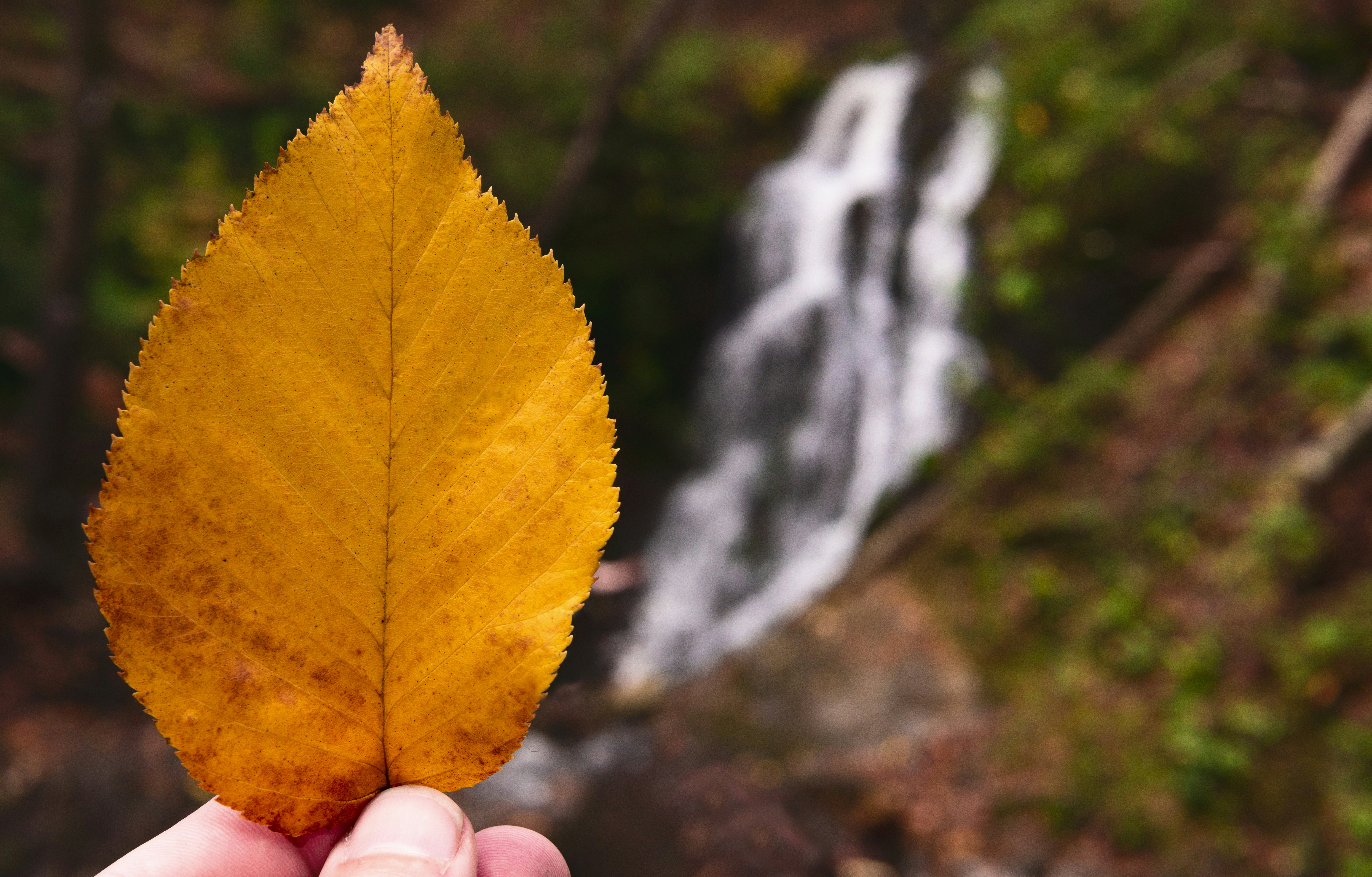 Amber Leaf Framed by a Velvet Waterfall