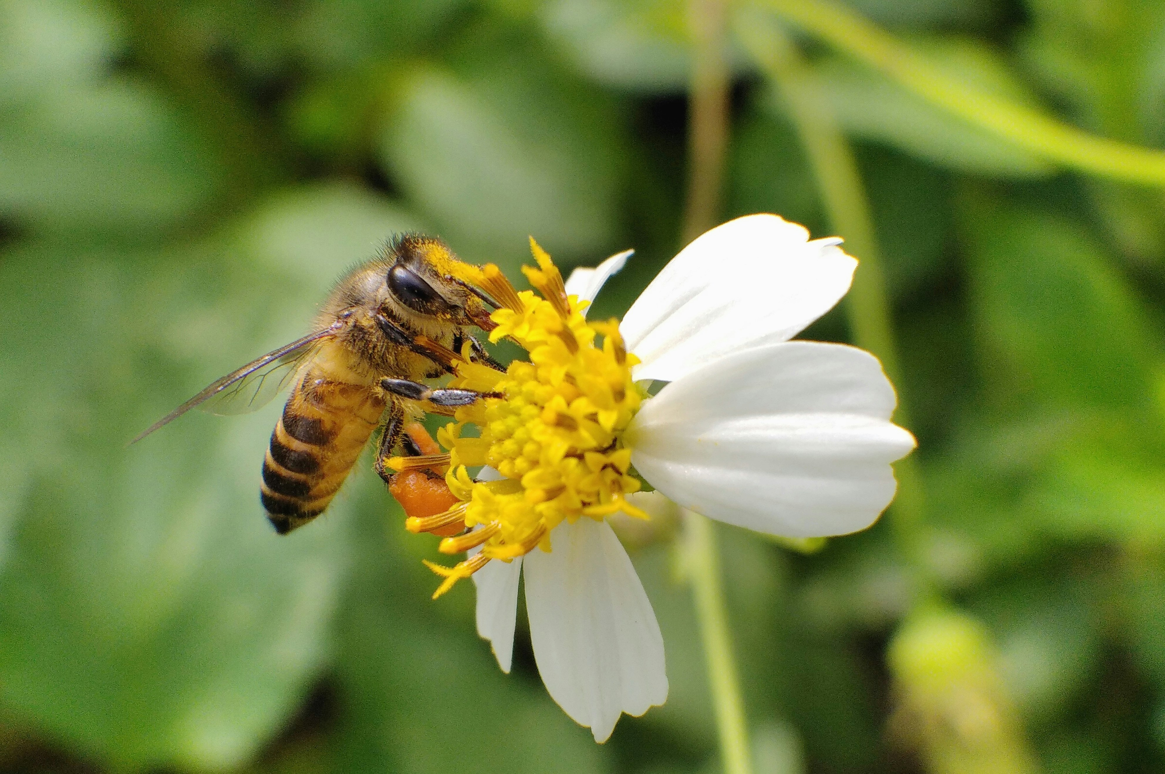 Bee collecting pollen from a vibrant white flower, showcasing the intricate details of its wings and the flower's structure.