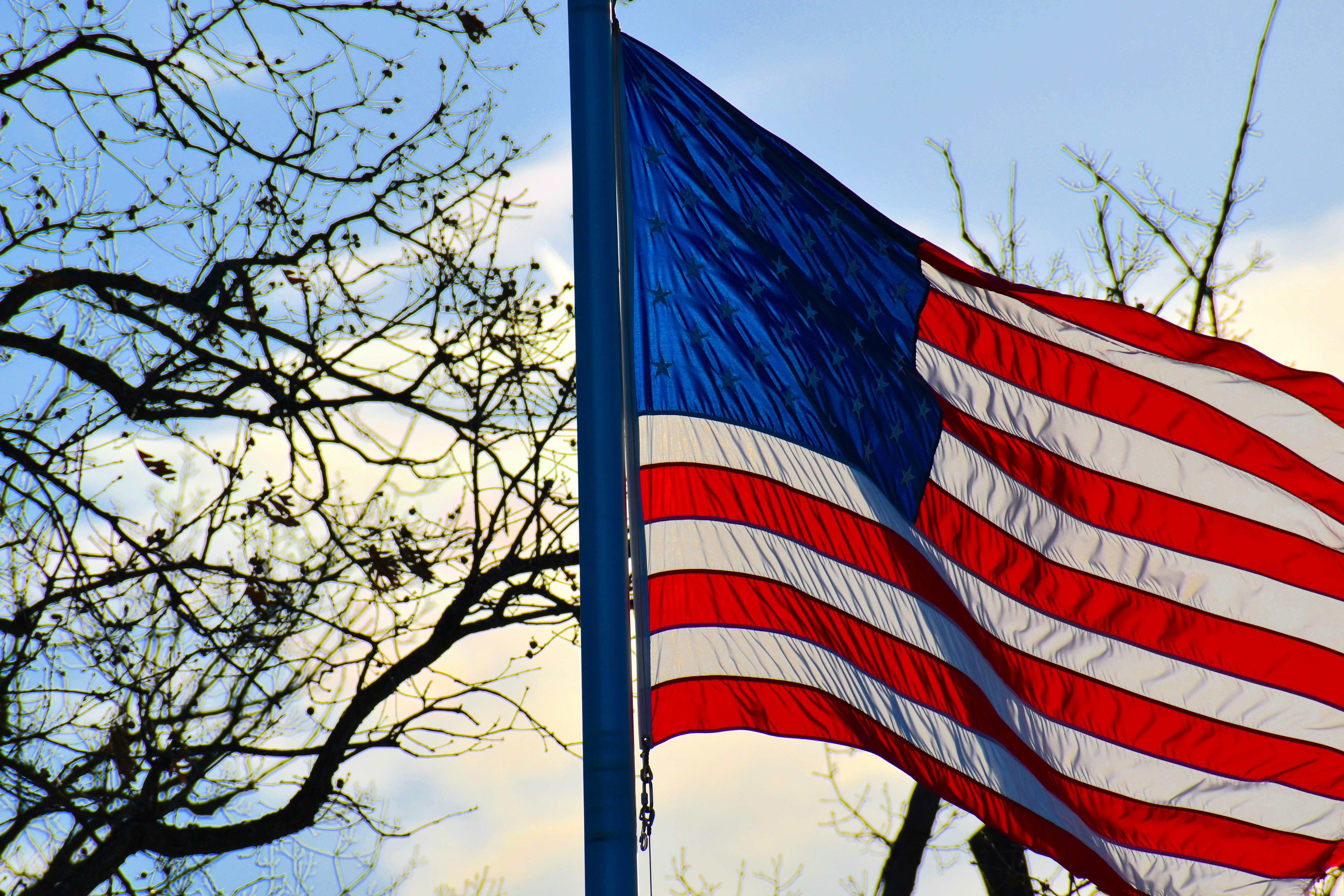 Blue and red flag on brown bare tree during daytime photo – Free Flag ...