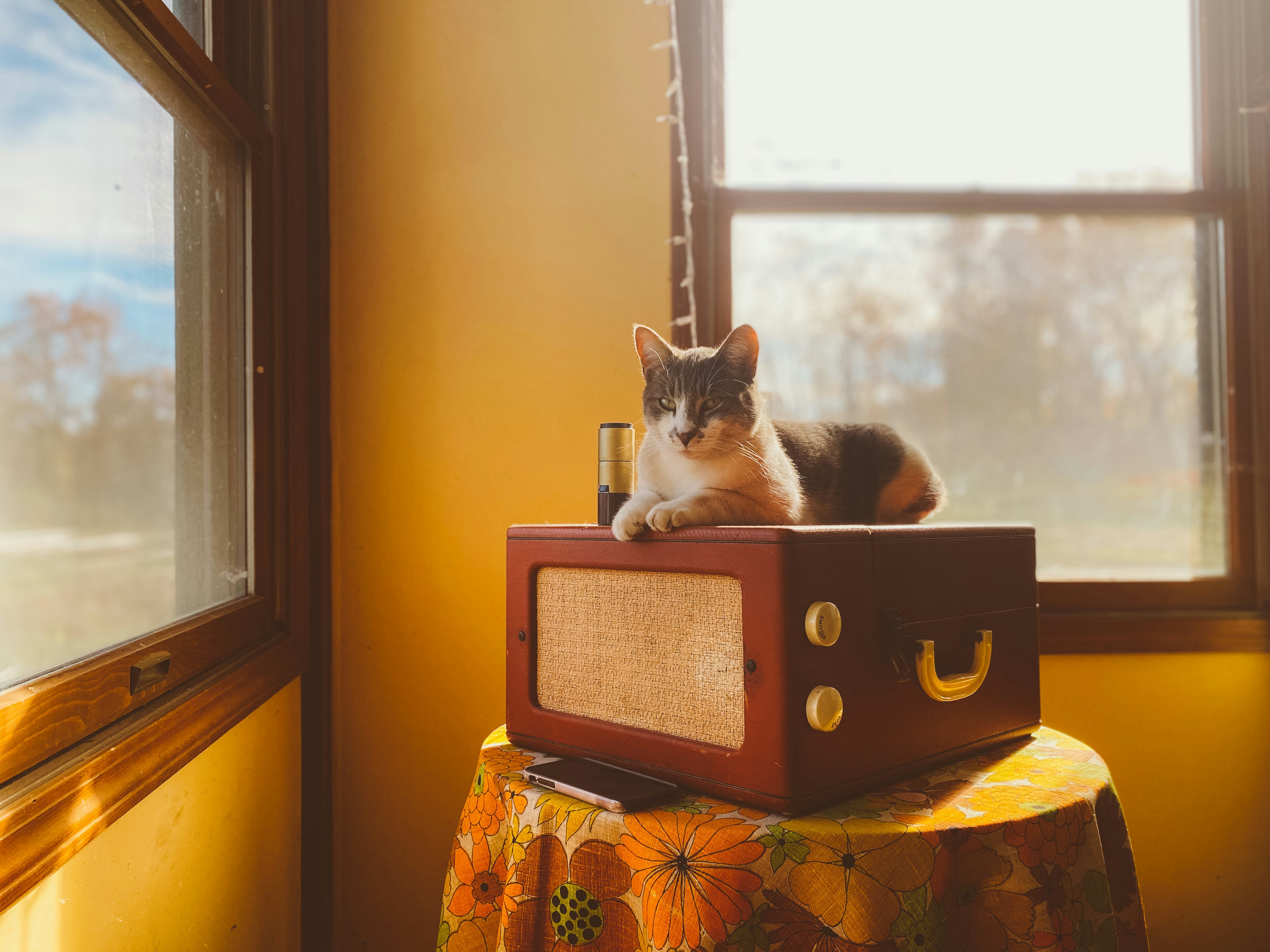 Black and white cat on black box photo – Free United states Image on ...