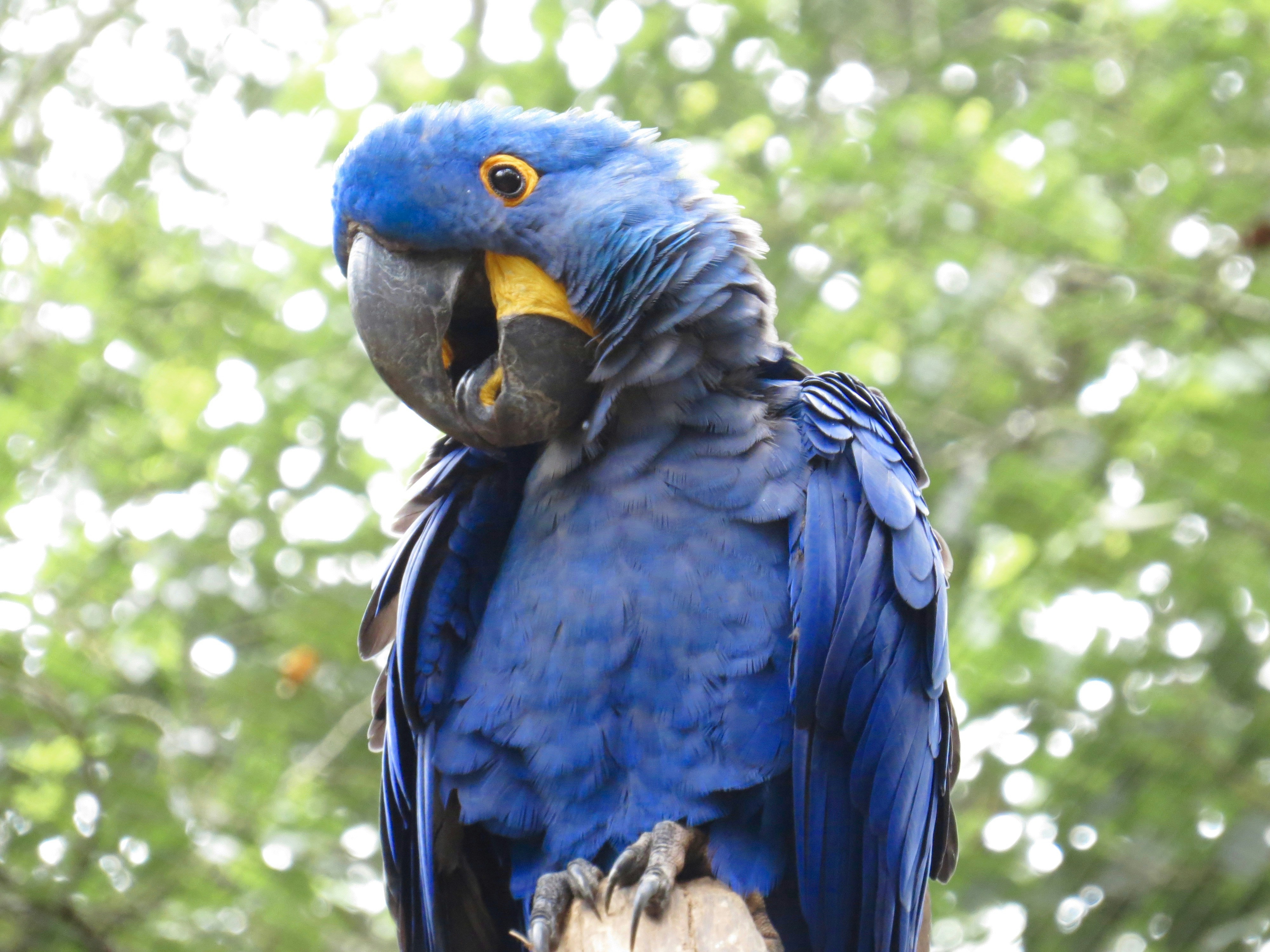 Close-up of a vivid blue macaw with a yellow eye-ring among leafy greenery.