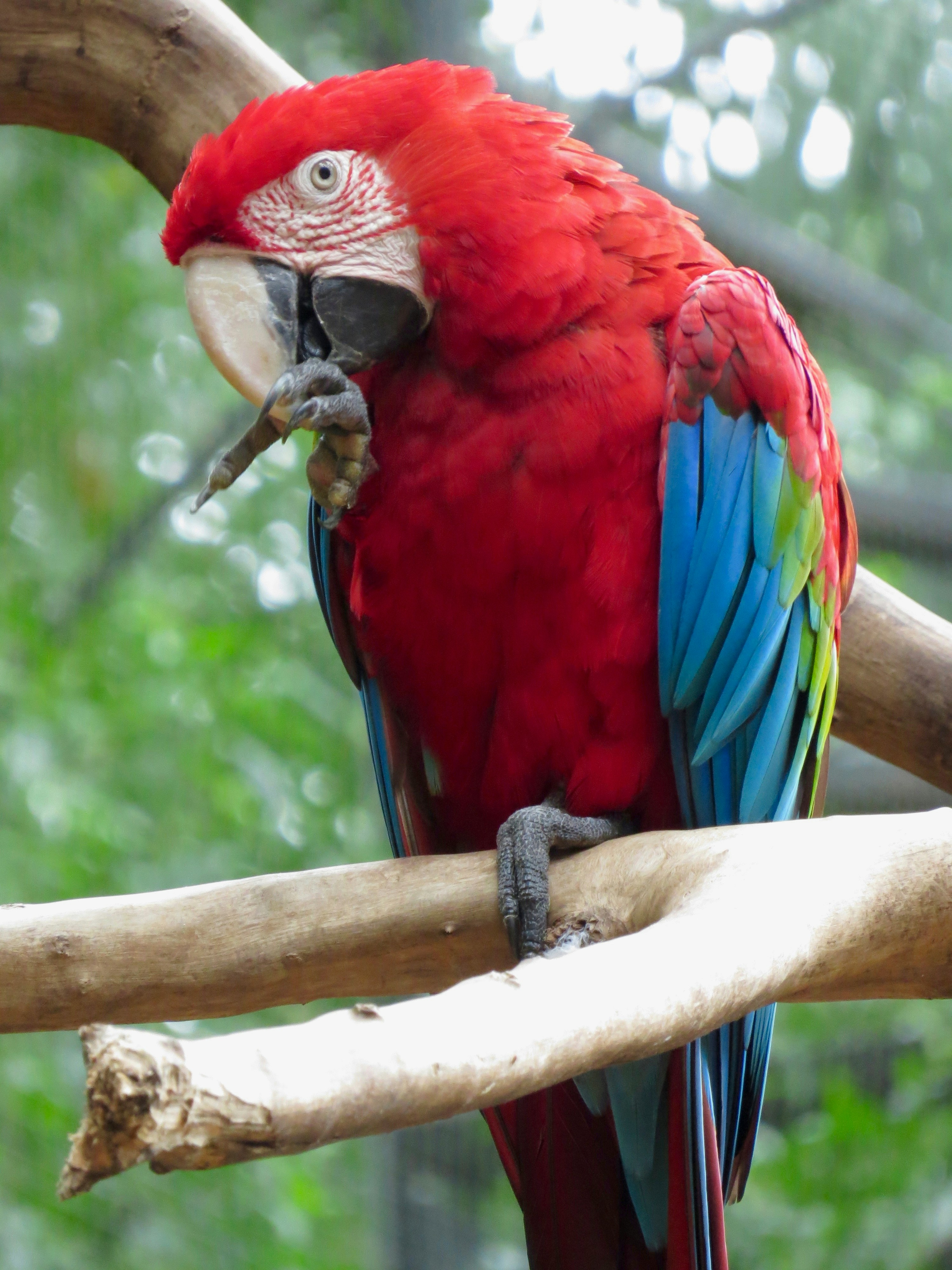 Scarlet macaw perched on a branch, showcasing its brilliant red and blue plumage while nibbling on a snack.