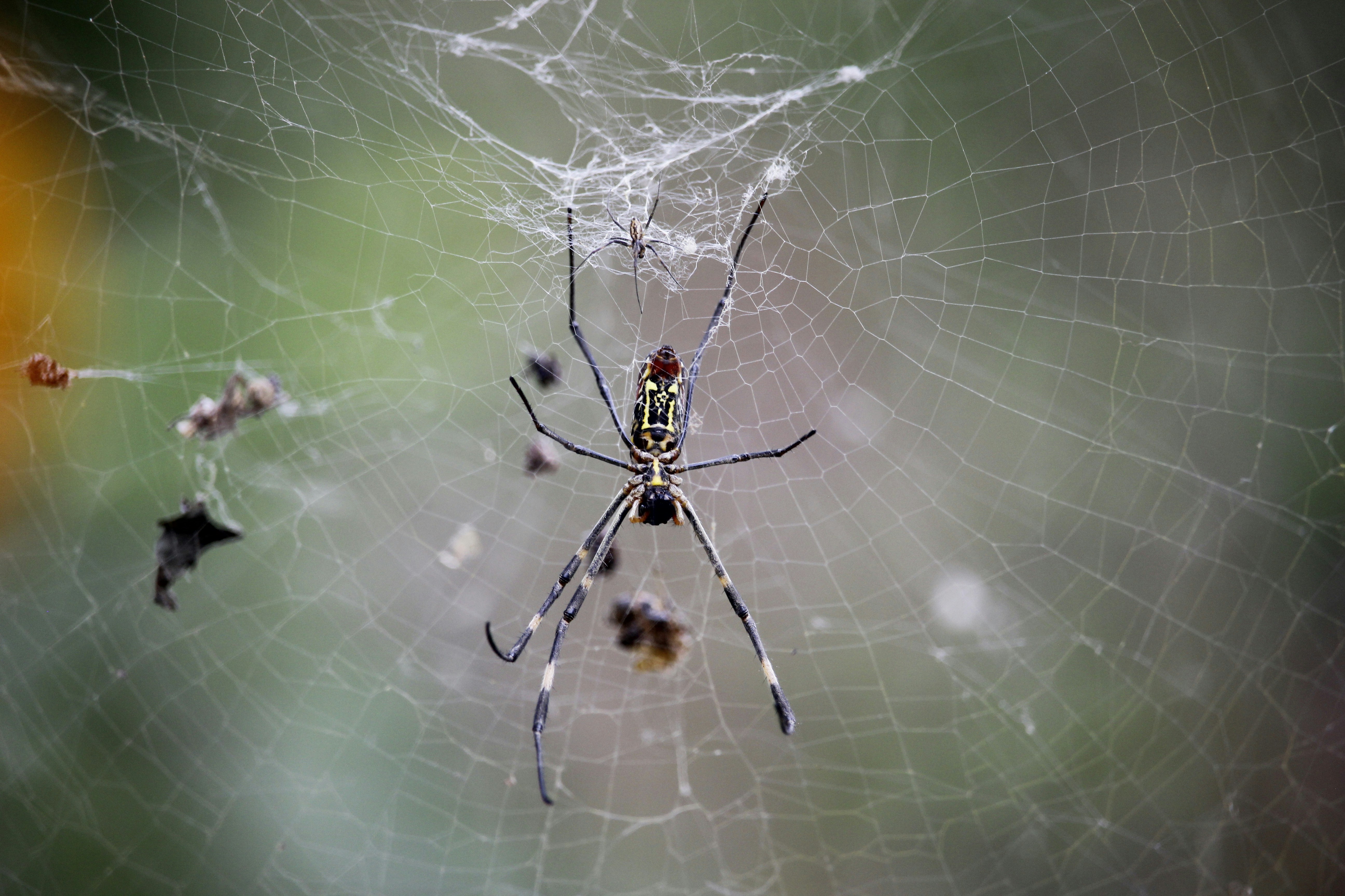 brown and black spider on web in close up photography during daytime