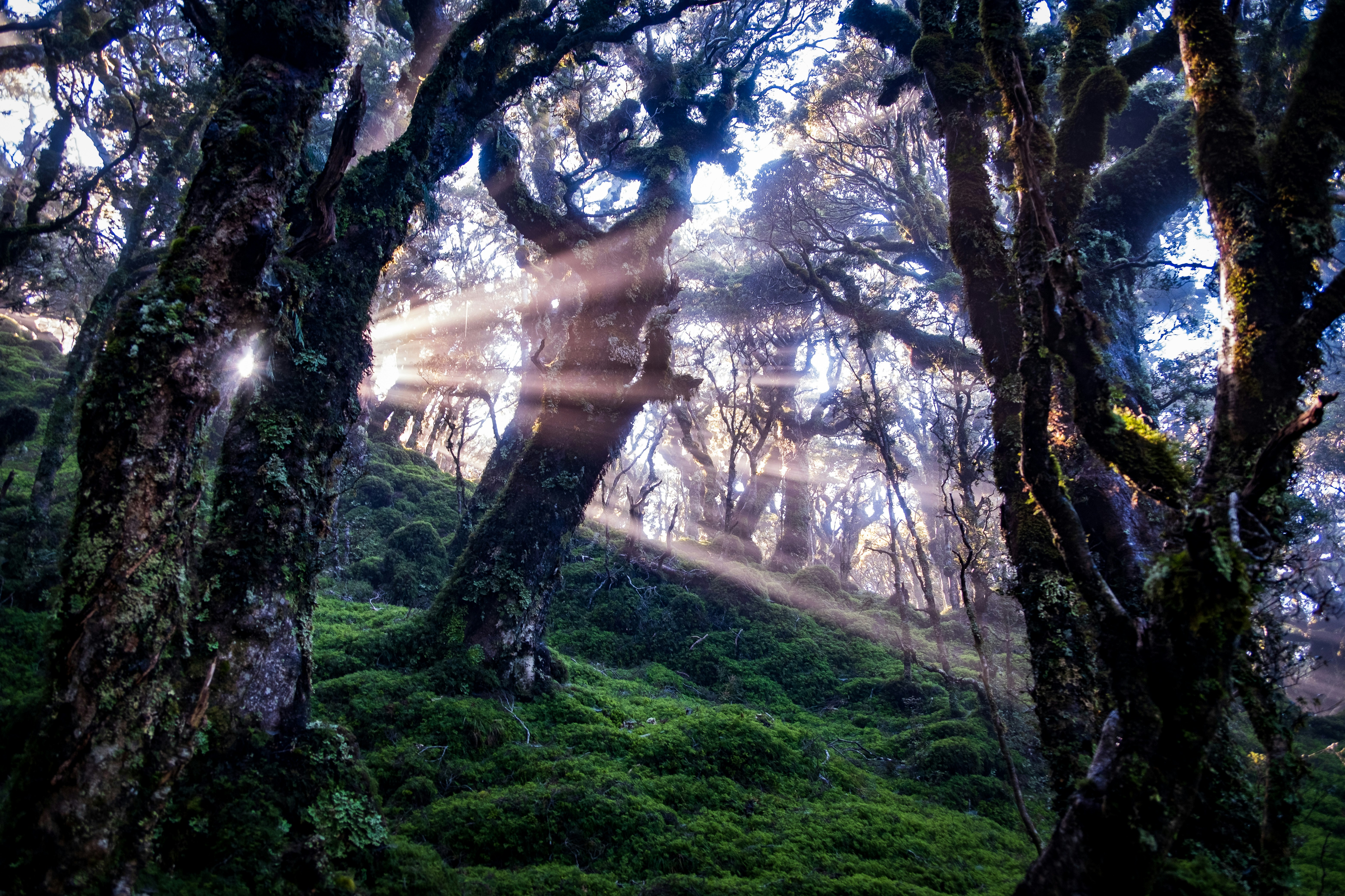 Sunlight streams through ancient trees, illuminating the lush green undergrowth in a mystical forest setting.
