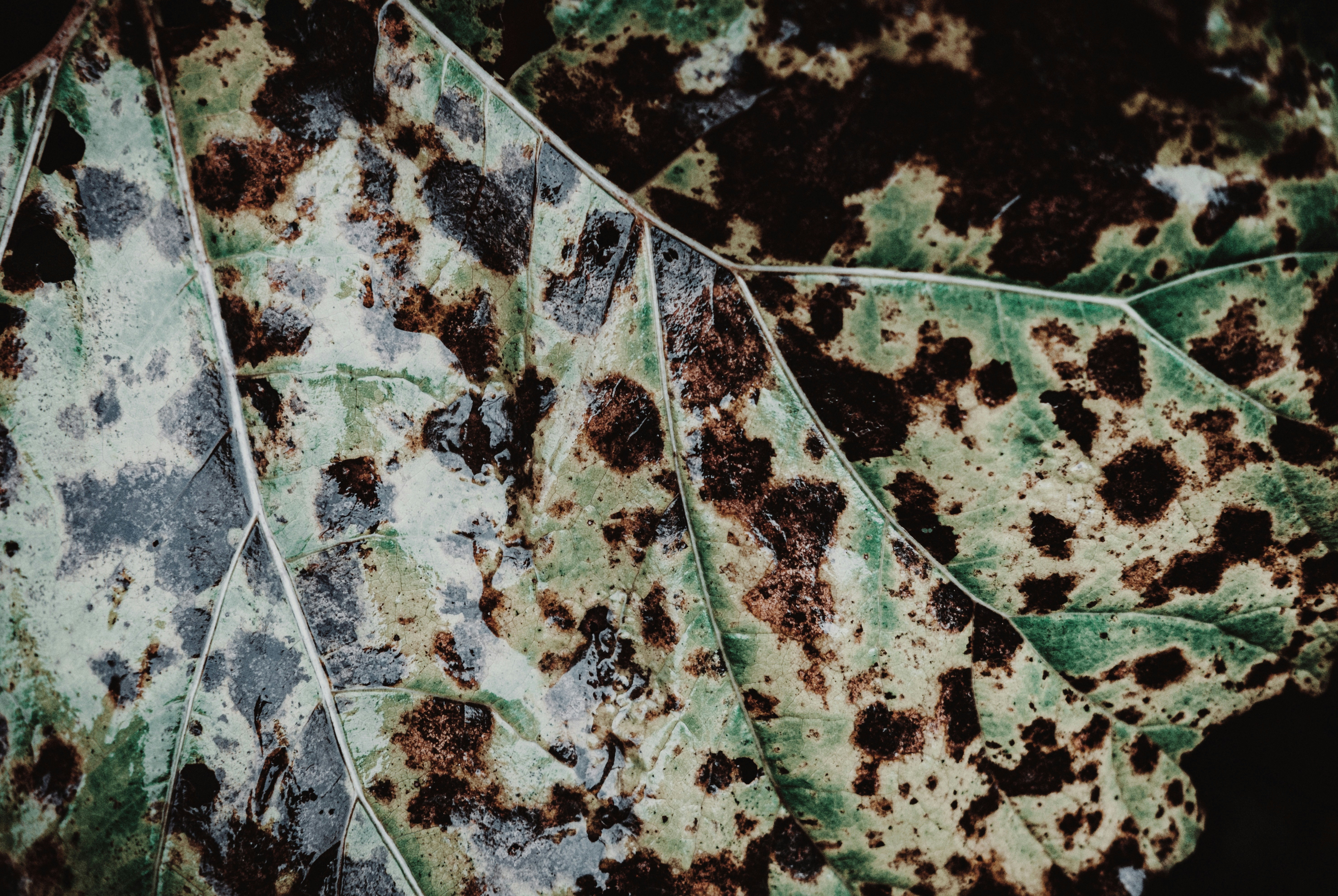 Veins in Distress: a macro portrait of a speckled leaf