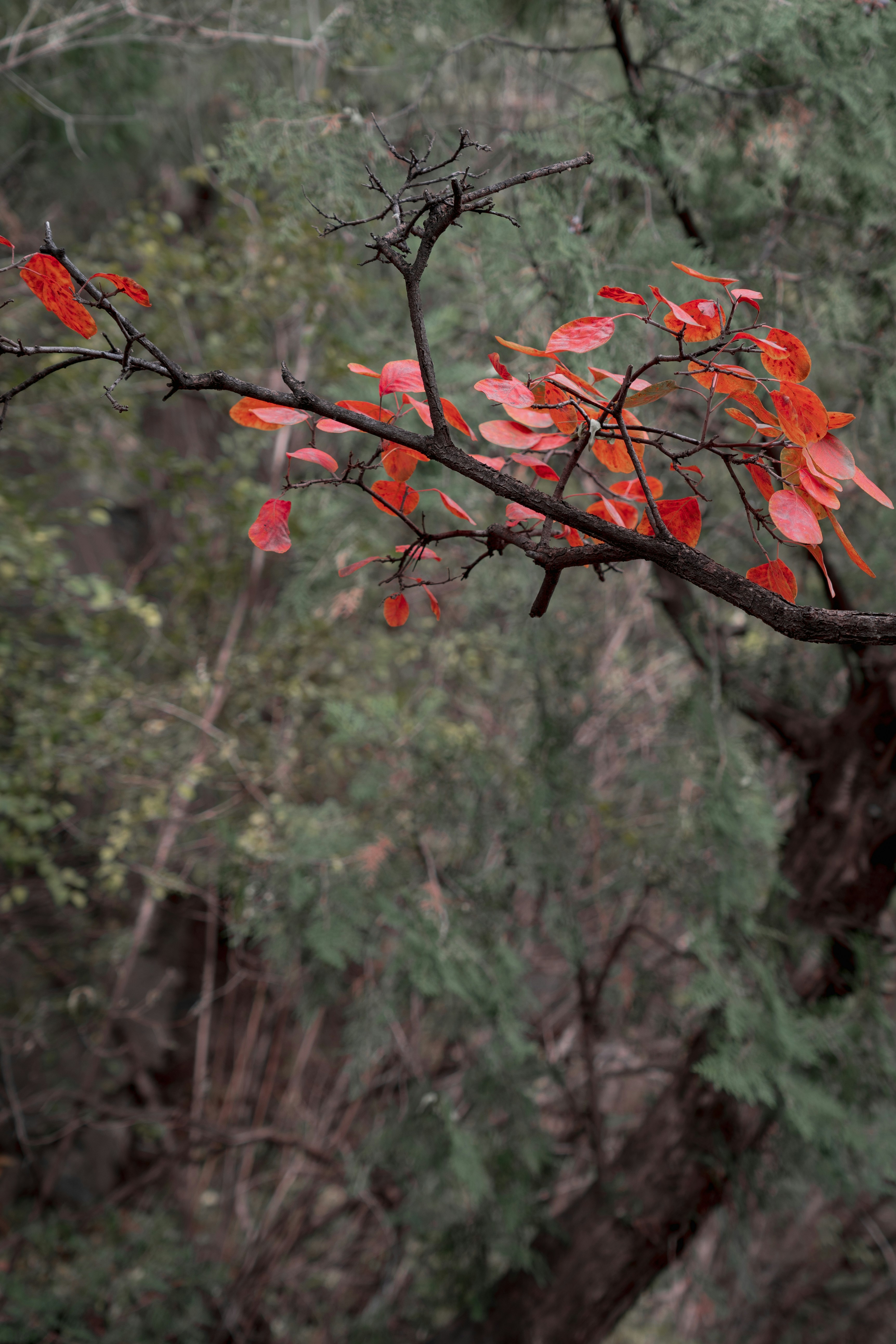 Vibrant red leaves cling to a slender branch, contrasting against a blurred backdrop of lush greenery. The scene captures the essence of autumn's fleeting beauty.
