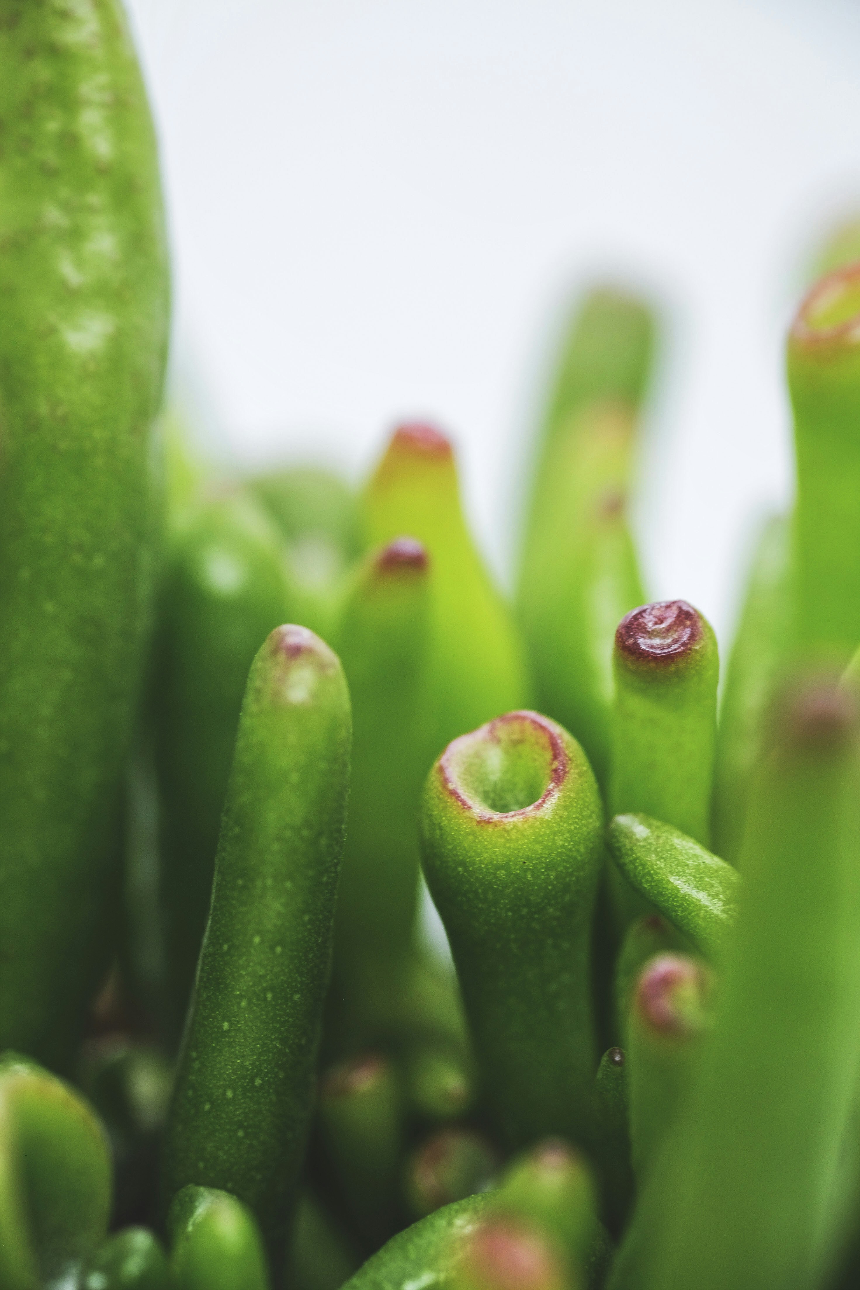 Vibrant Green Succulents: A Close-Up of Tip-Top Growth