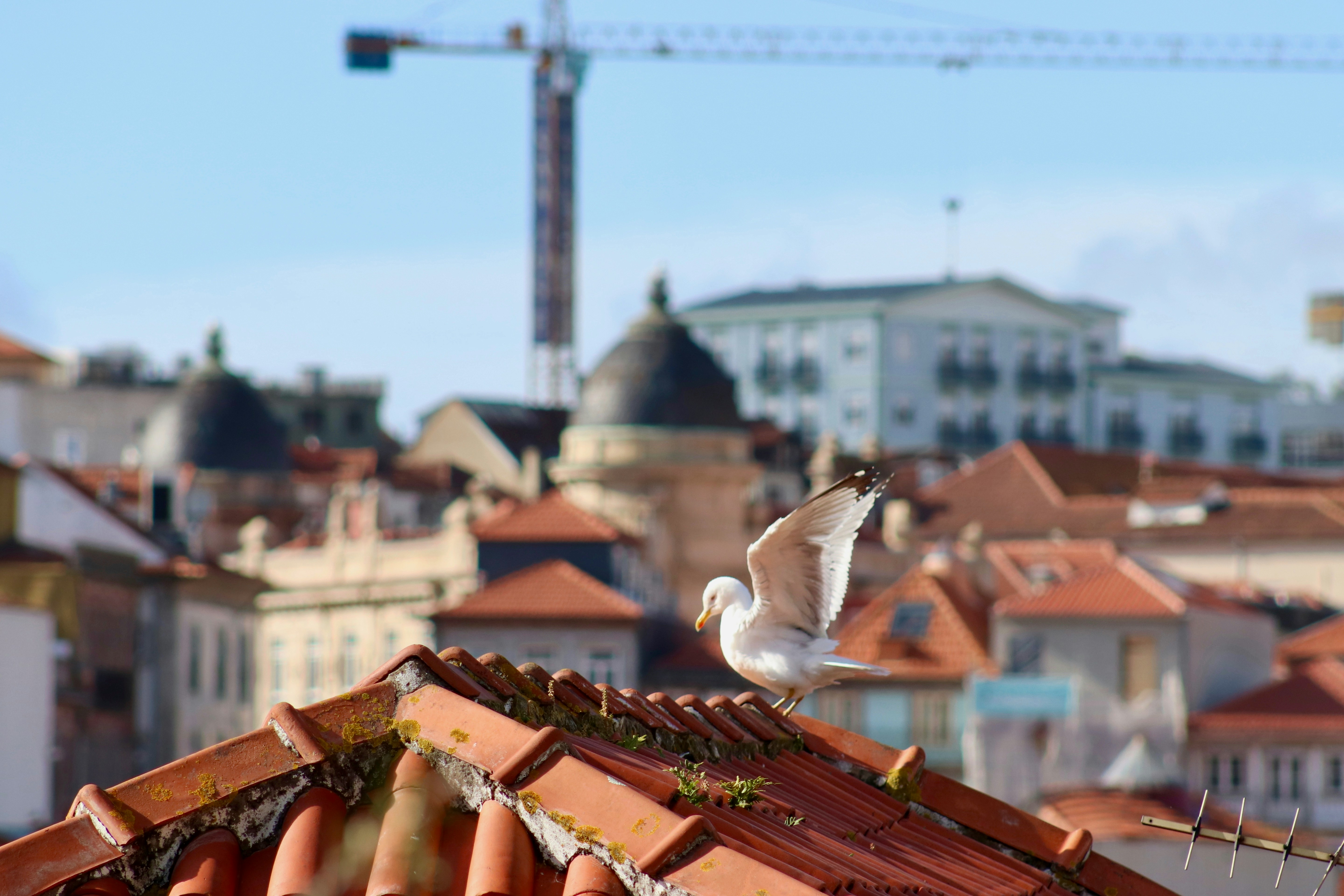 Seagull Over Terracotta Roofs: A City Moment in Focus