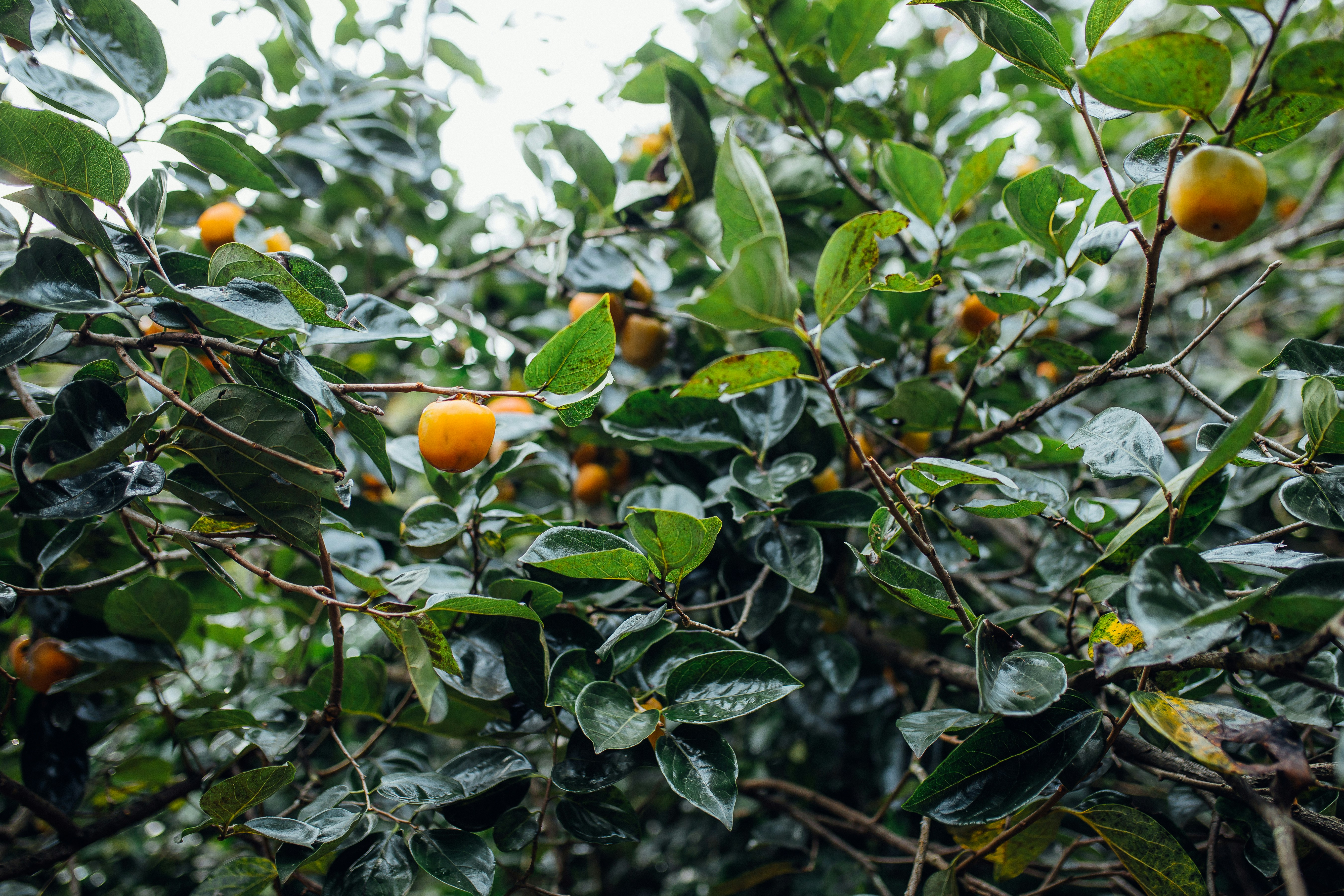 Orange Orbs Among Green Foliage: A Quiet Orchard Moment