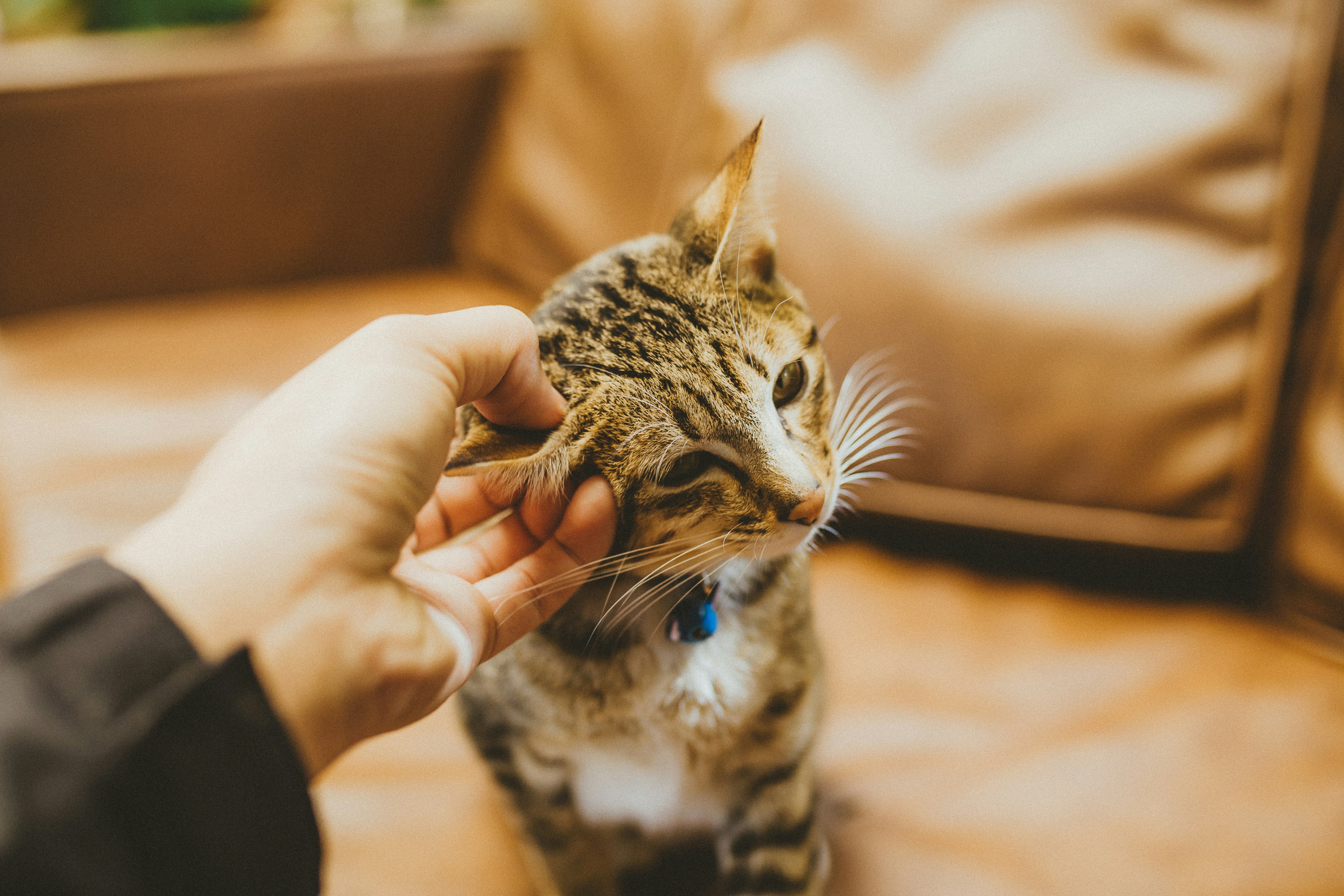 Cat Hand Pictures | Download Free Images on Unsplash