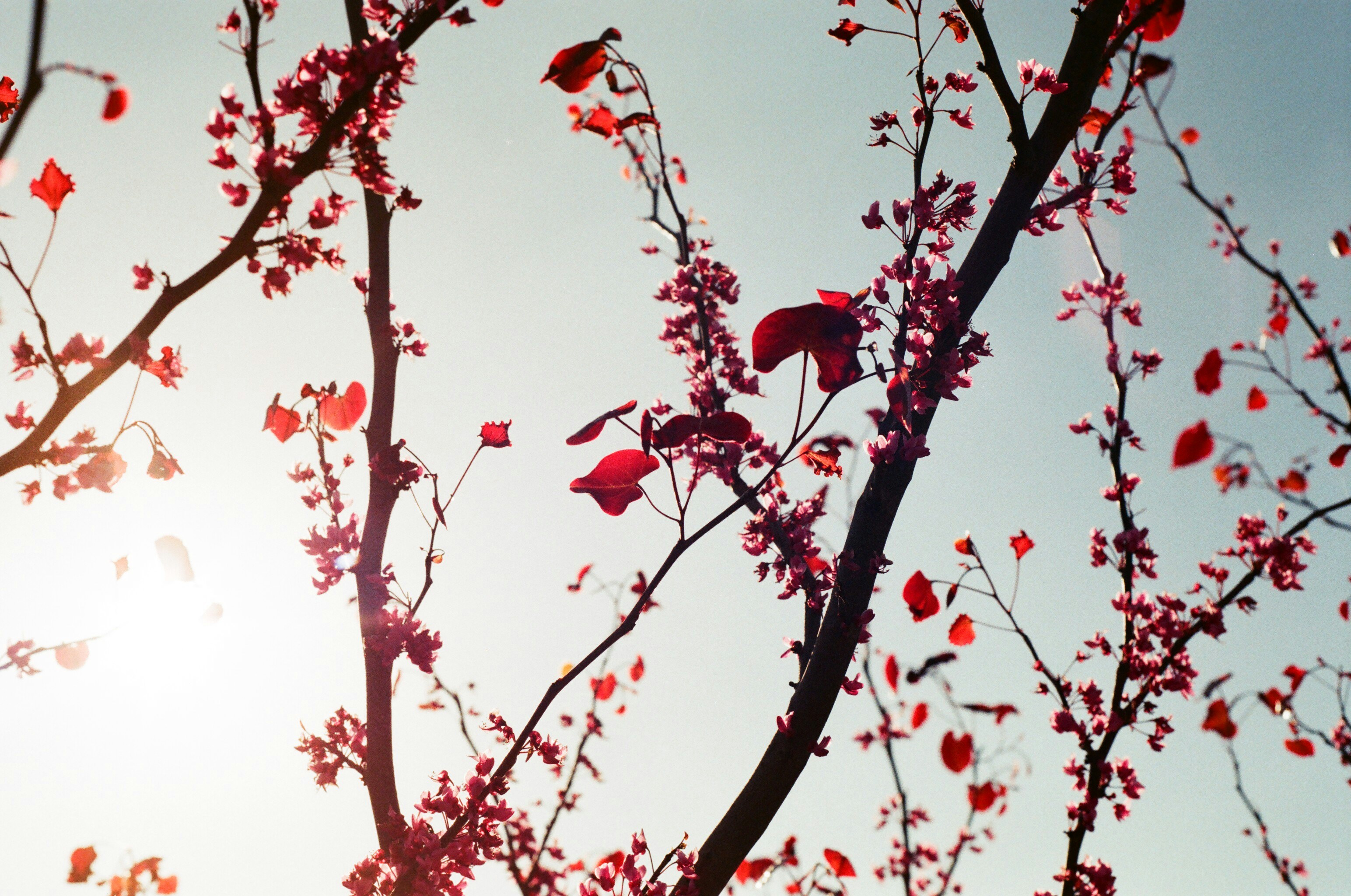Crimson Threads Against a Backlit Sky