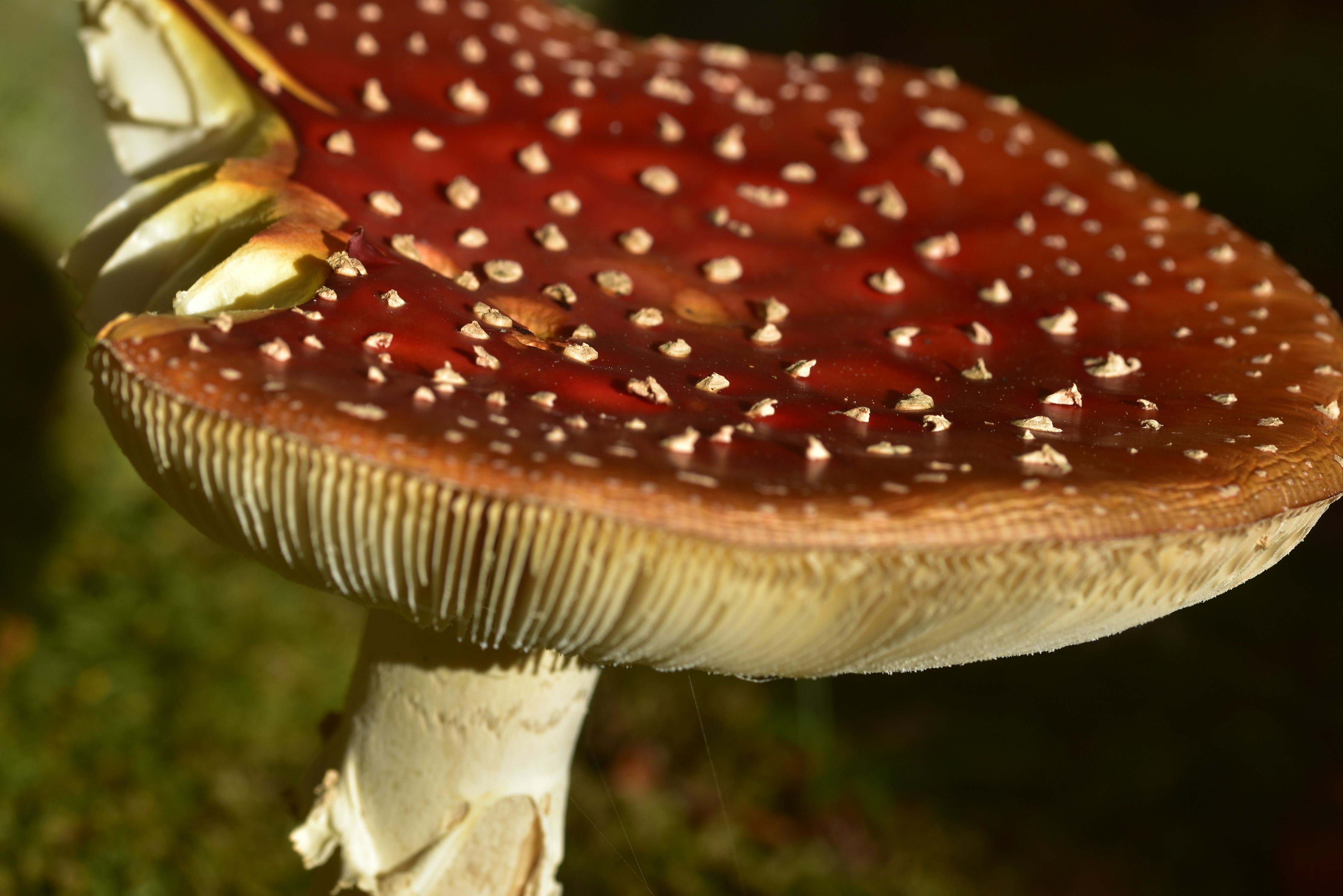 Red-Polka Crown: a close-up portrait of a spotted mushroom cap
