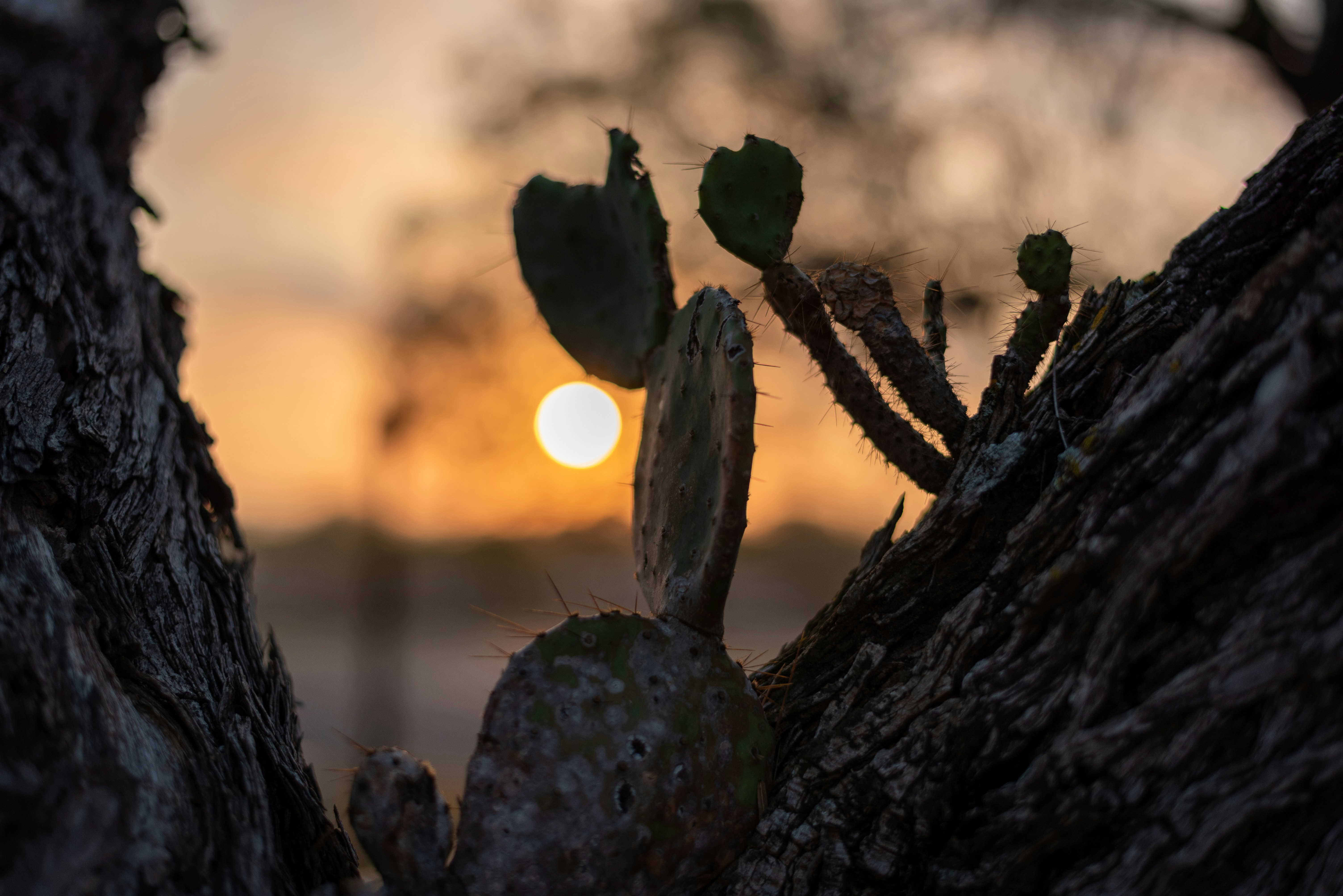 Foto Planta de cactus verde en tronco de árbol marrón durante la puesta ...