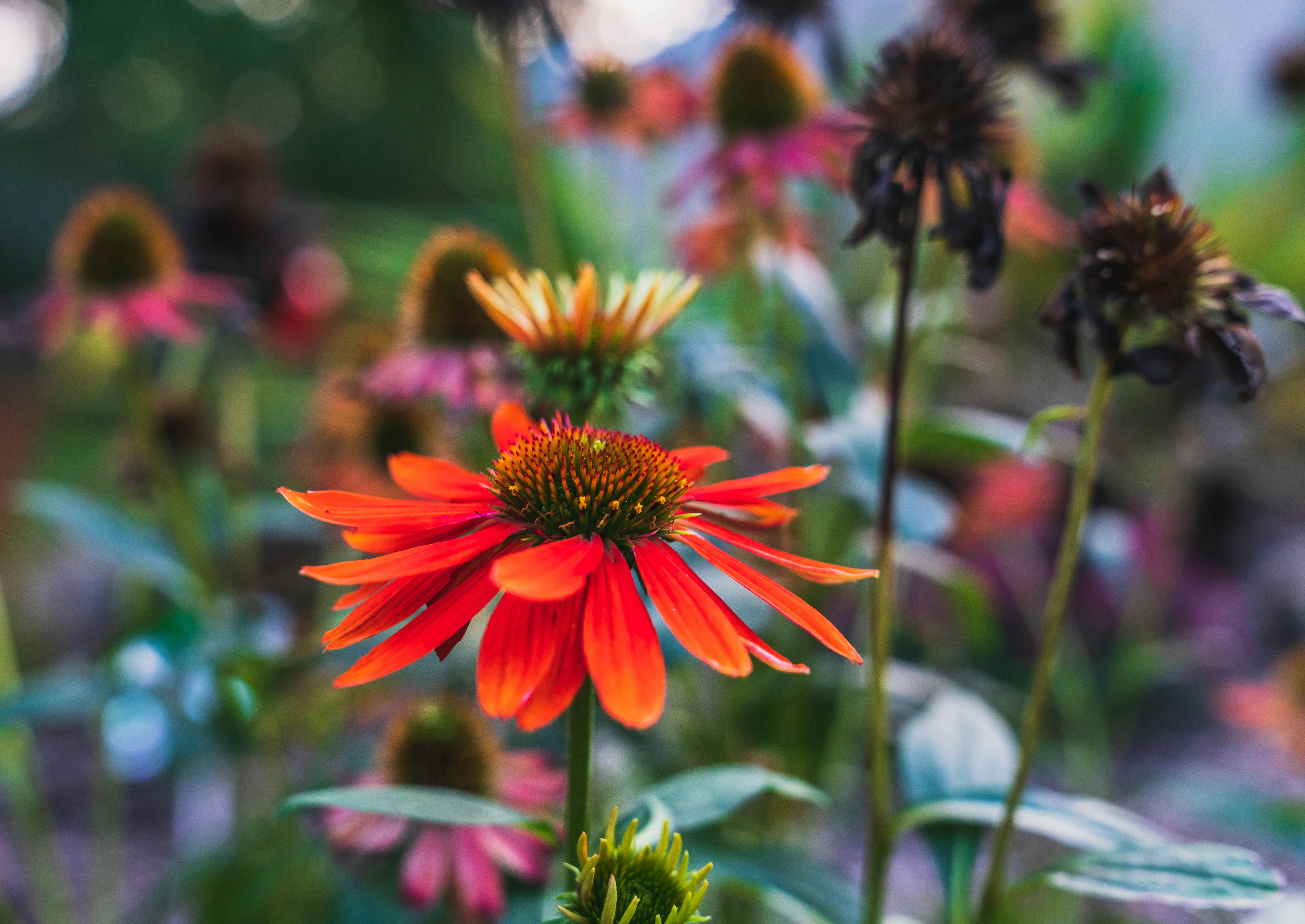 Bright orange flower stands out among fading blooms in a garden setting, showcasing nature's resilience.