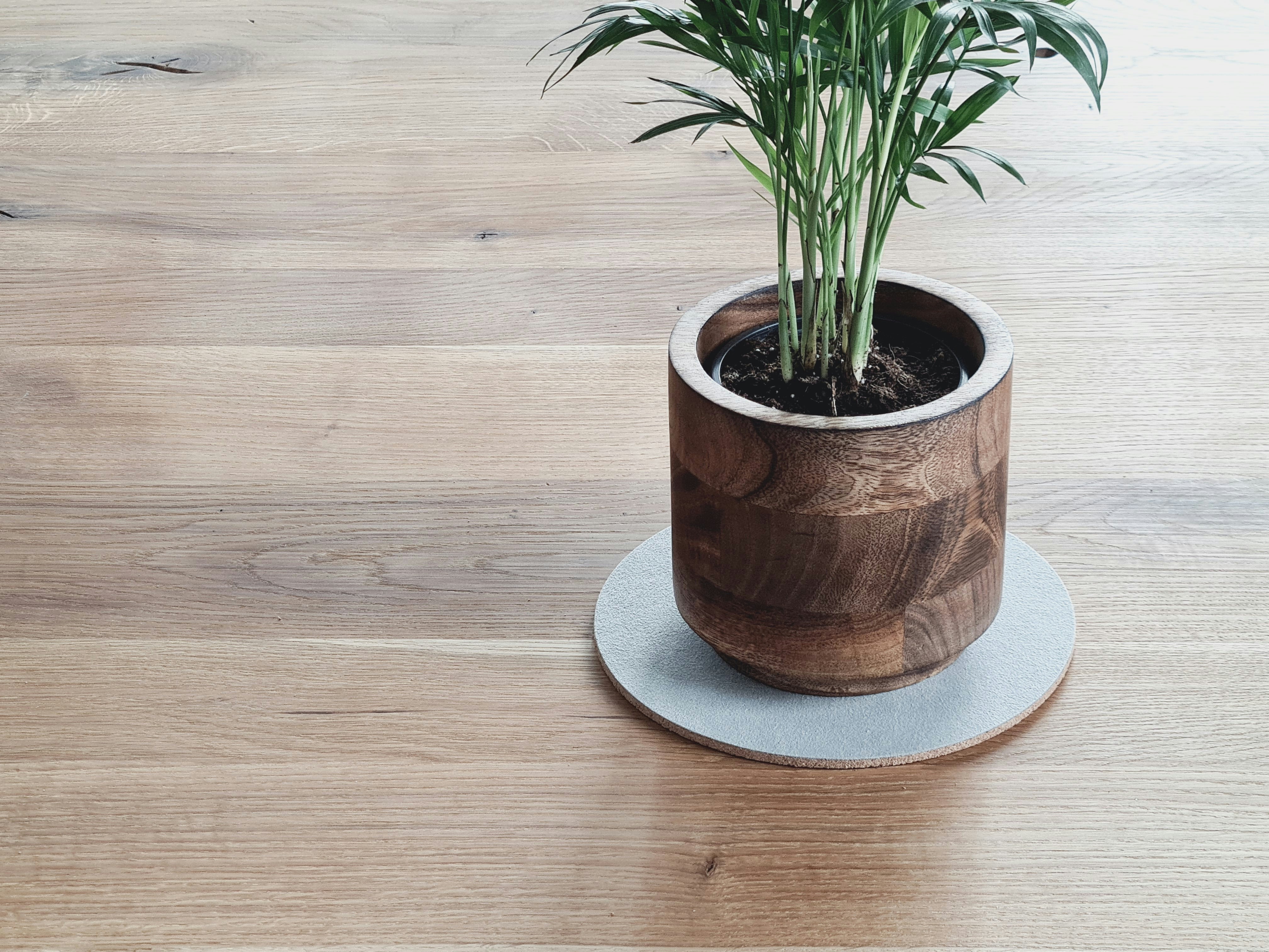 Potted plant with lush green leaves in a wooden planter, resting on a circular stone base atop a light wooden surface.