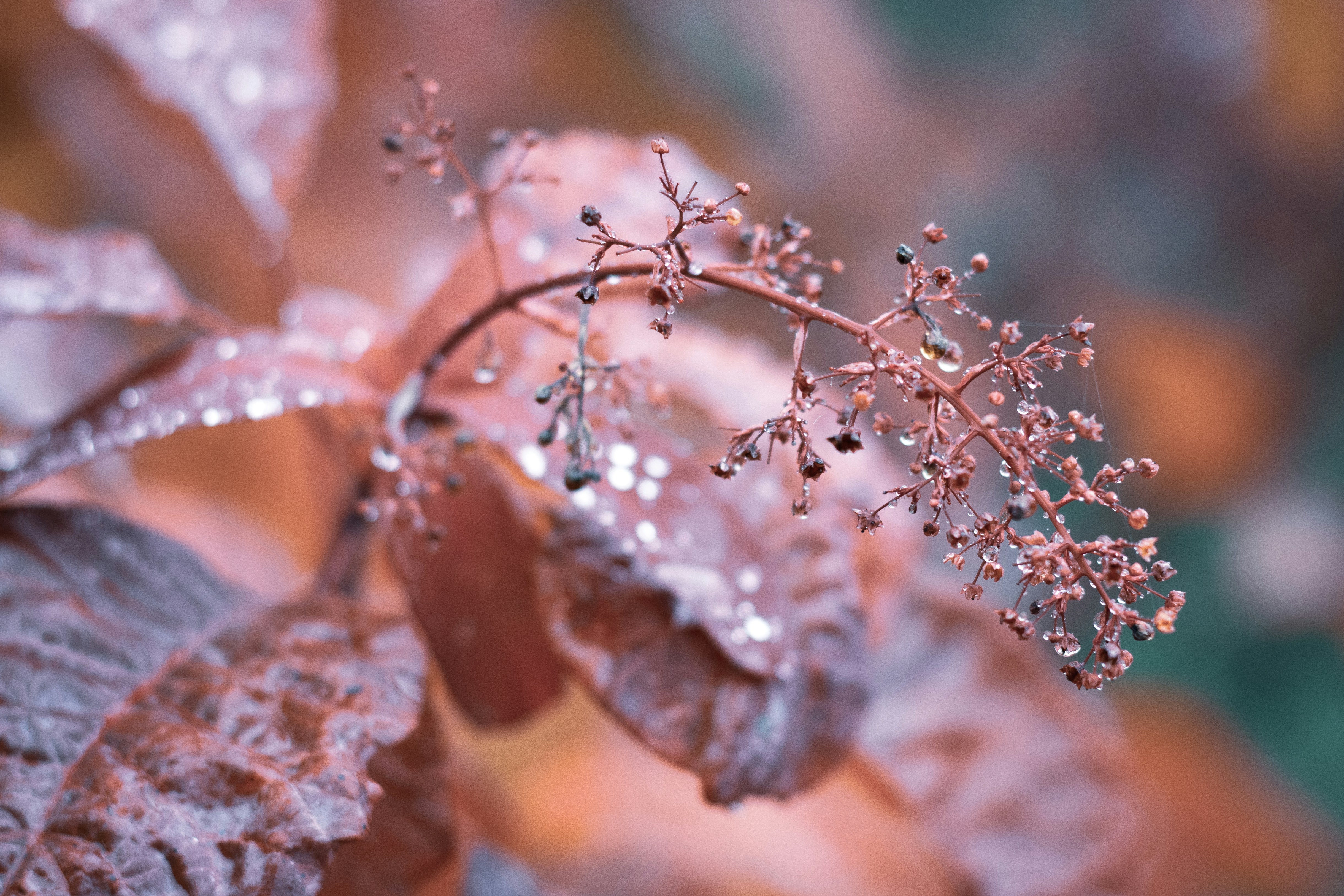 Ice-dotted Tendrils: A Close-up of a Frosted Winter Twig