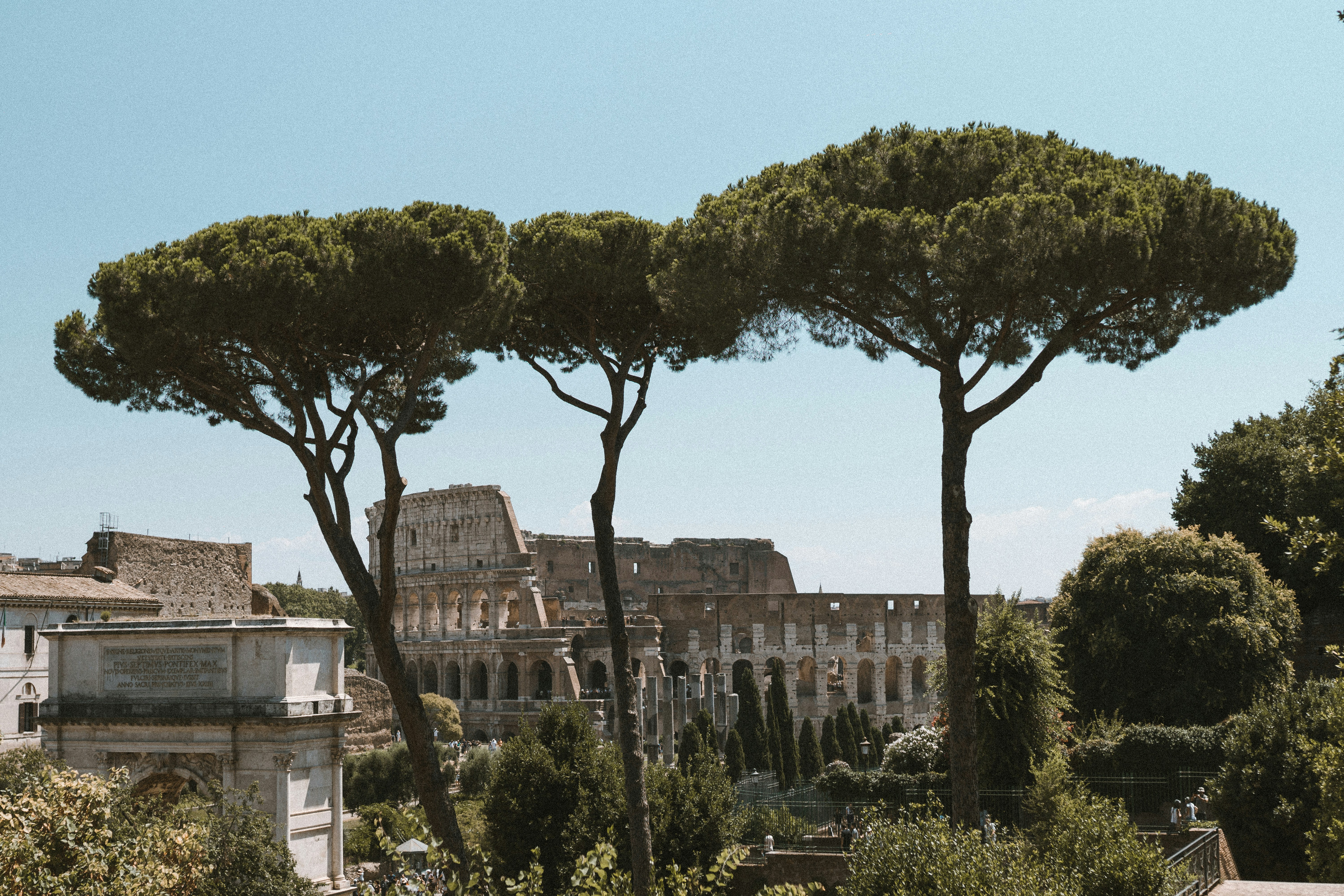 Majestic pines frame the iconic Colosseum, blending nature with ancient architecture in a serene landscape.