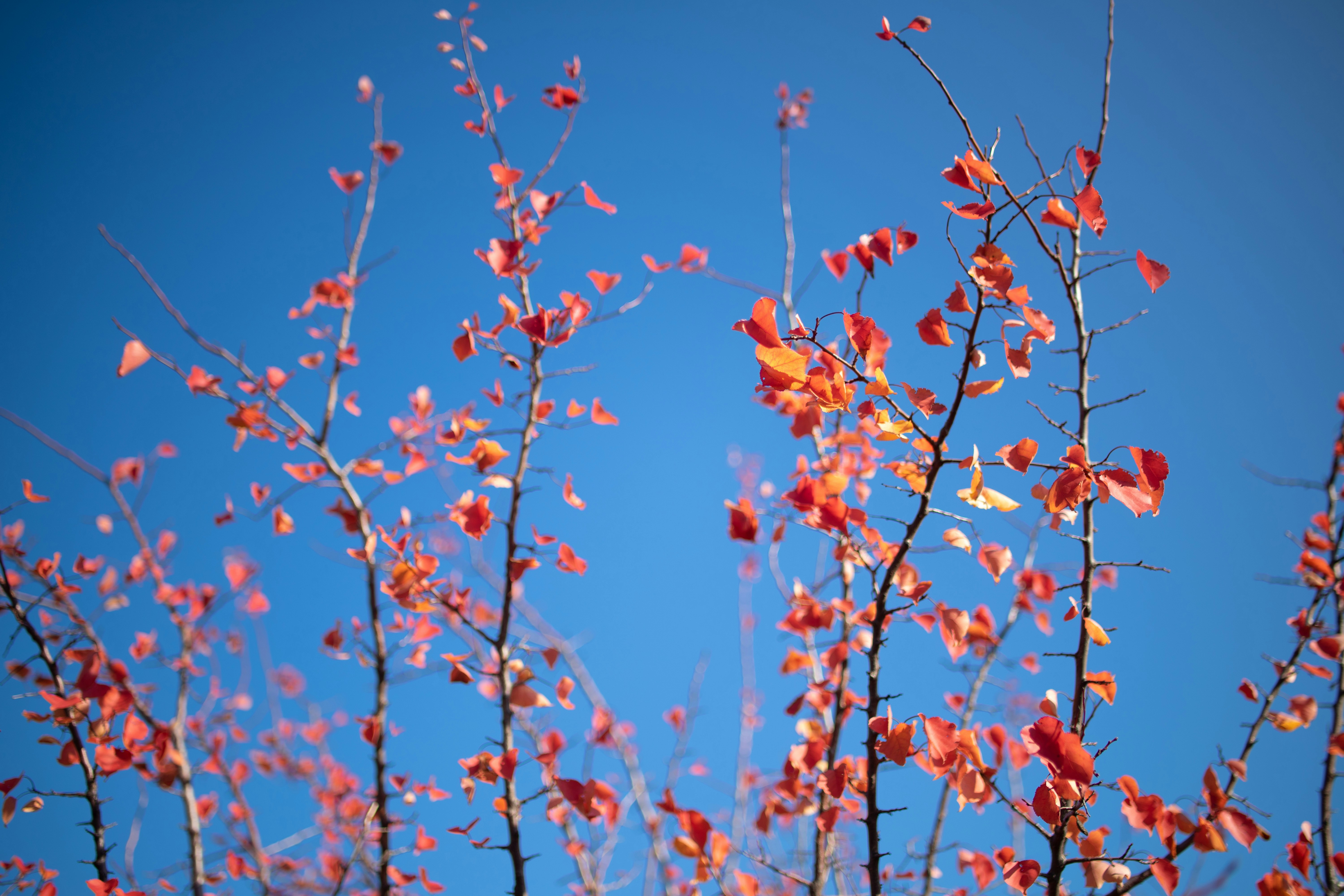 Crimson Sprigs Framing a Sapphire Sky