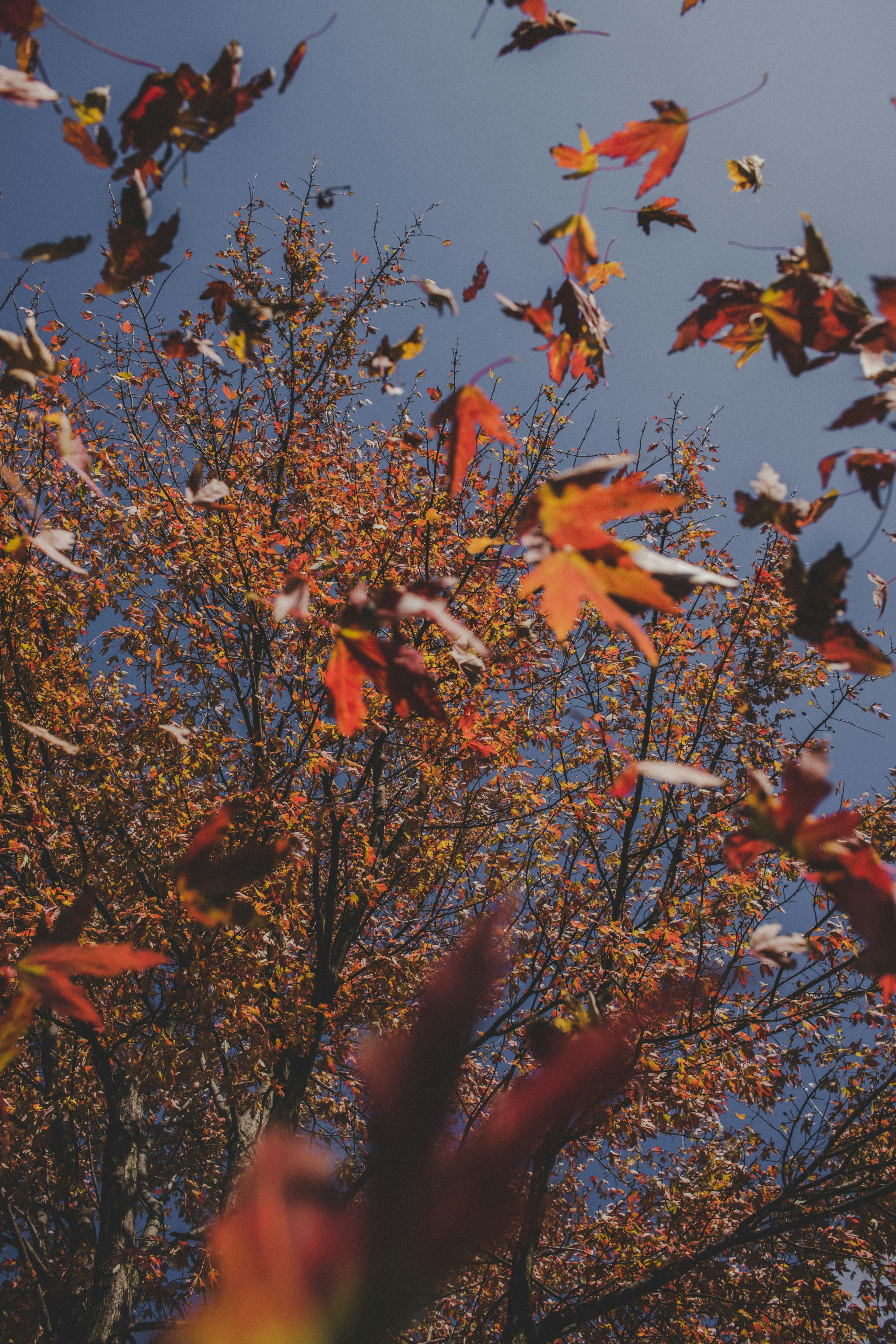 Colorful autumn leaves swirling in the air against a clear blue sky, capturing the essence of fall's vibrant transition.