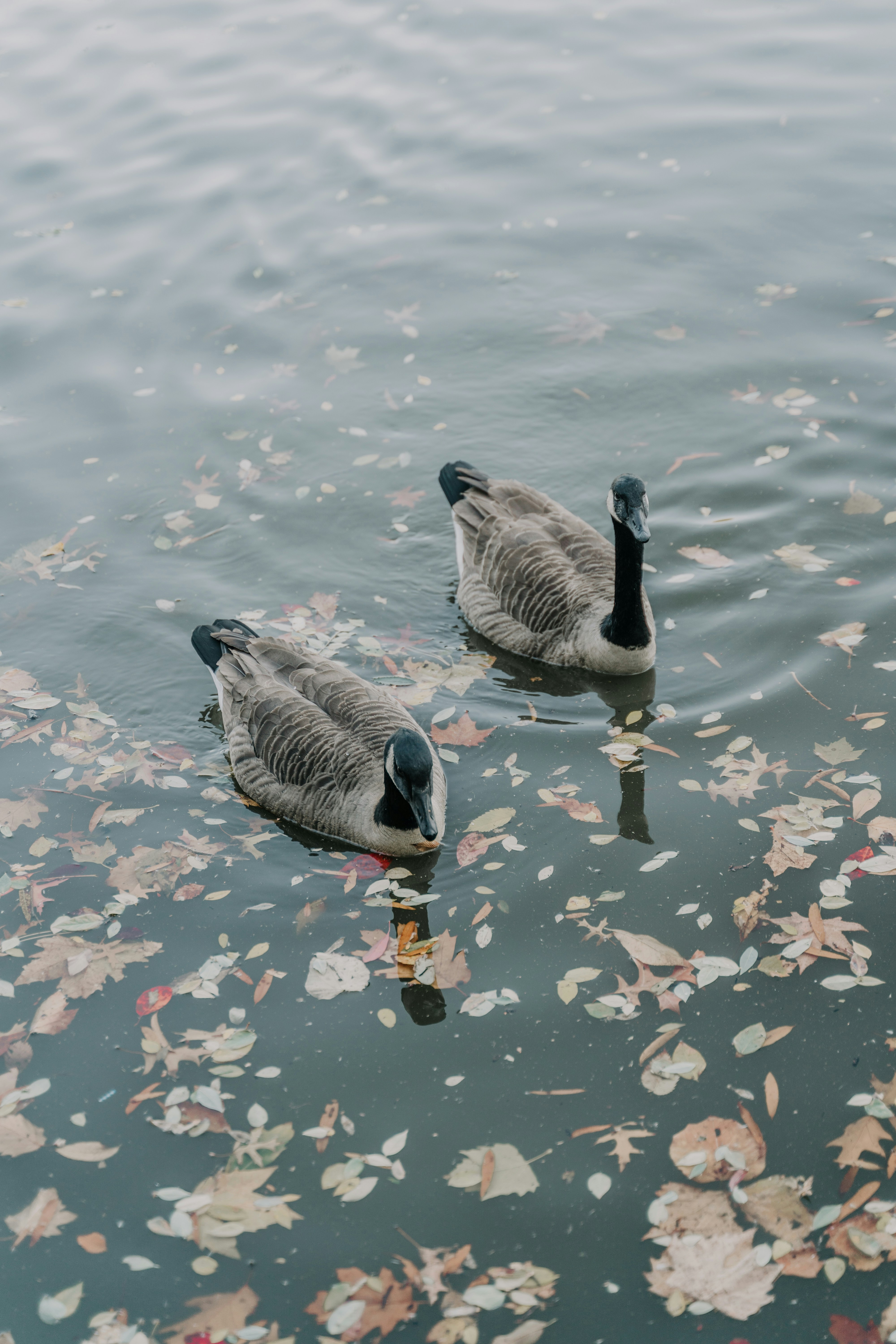 Leaf-Whispered Glide: Two Geese on a Quiet Pond