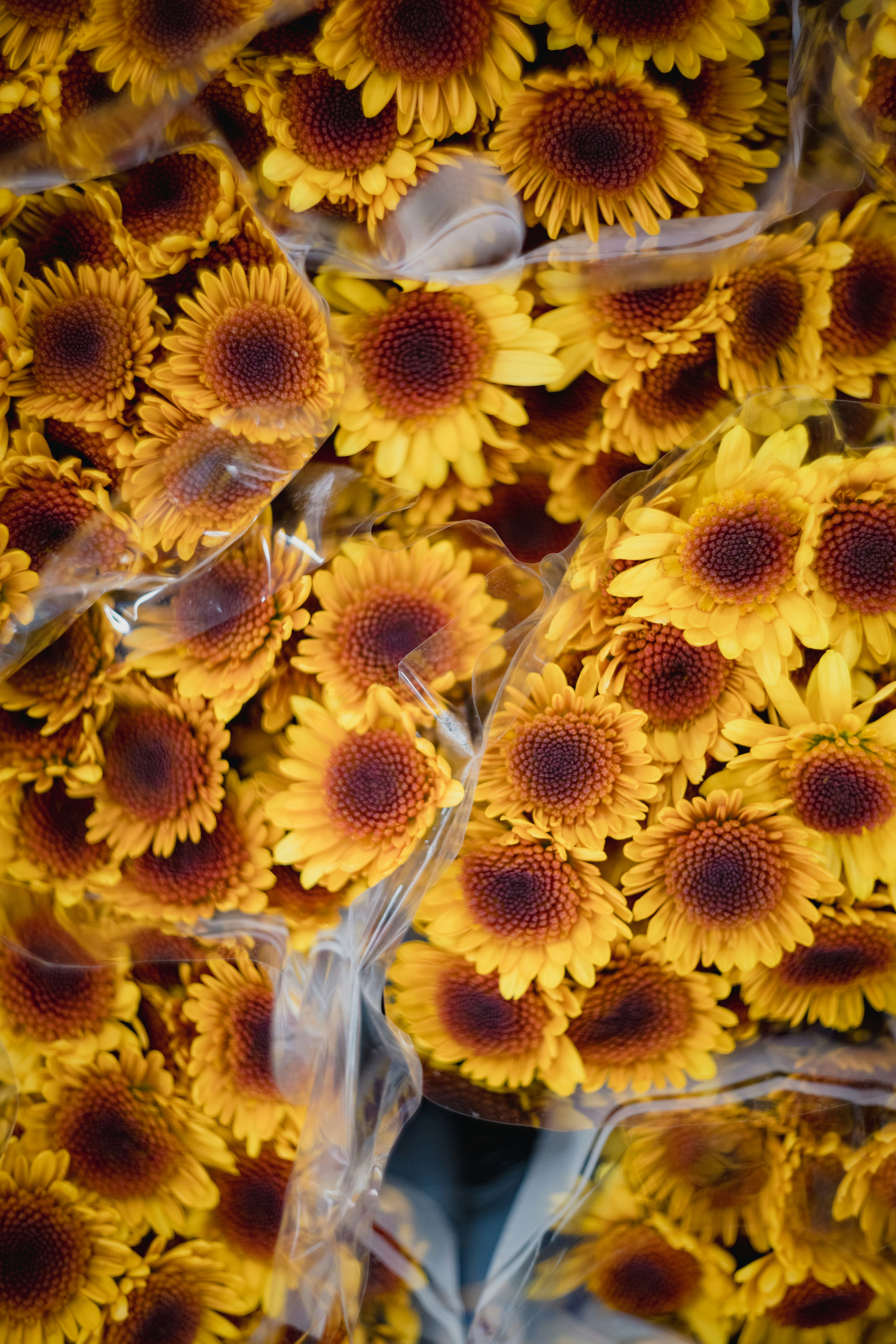 Golden Wheel of Flora: A Sea of Sunlit Chrysanthemums