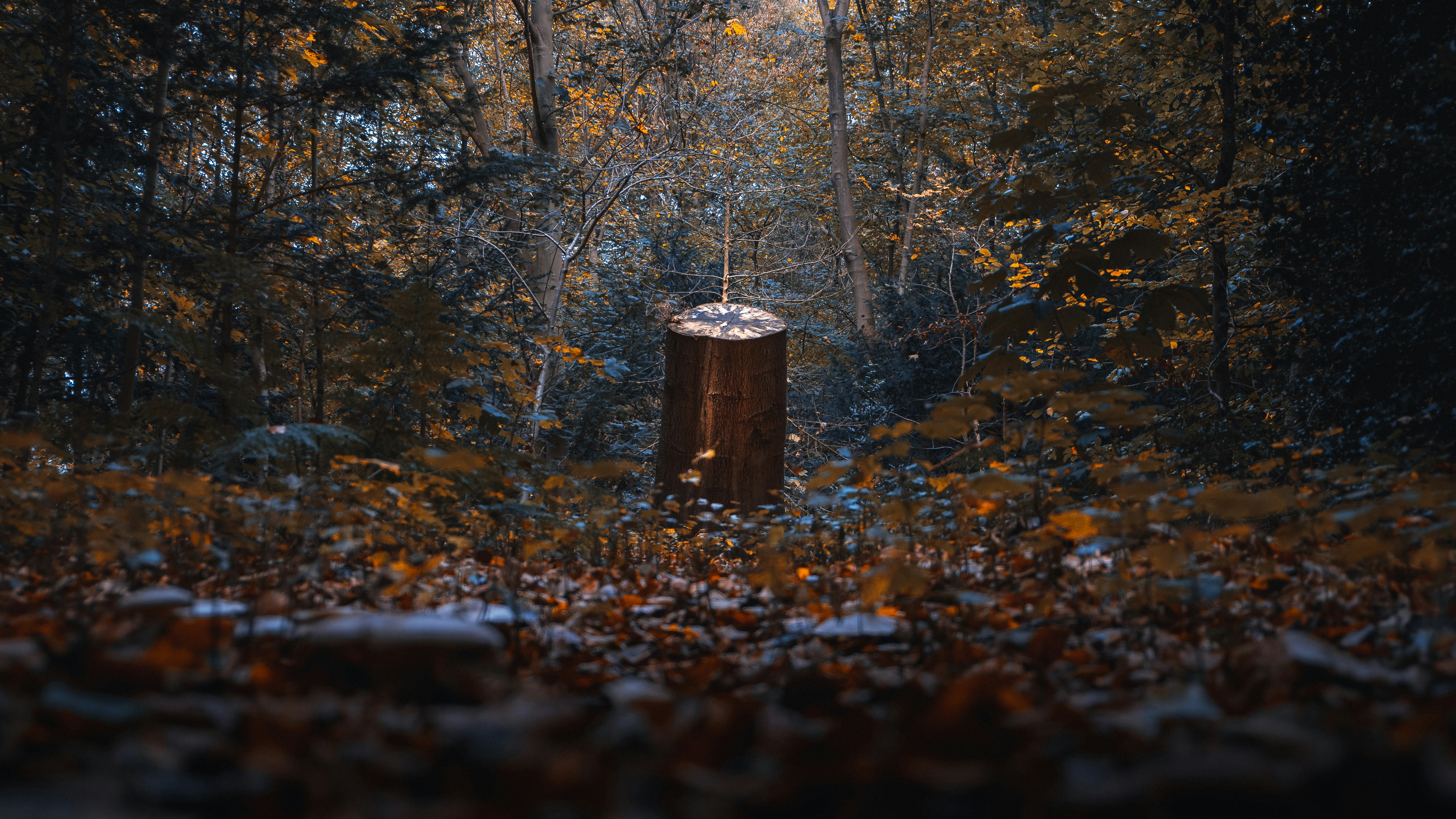 Brown tree trunk surrounded by brown leaves photo – Free Den haag Image ...