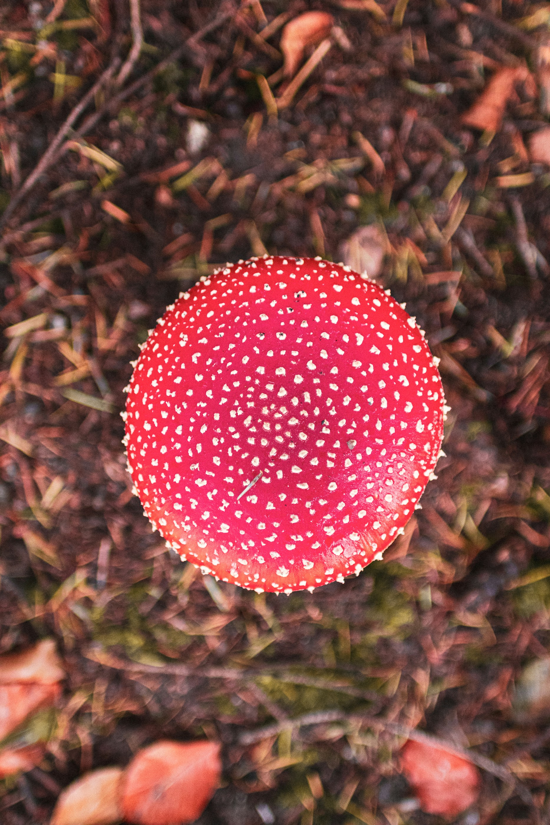Boule à pois rouge et blanc sur herbe verte photo – Photo Bosch en duin ...