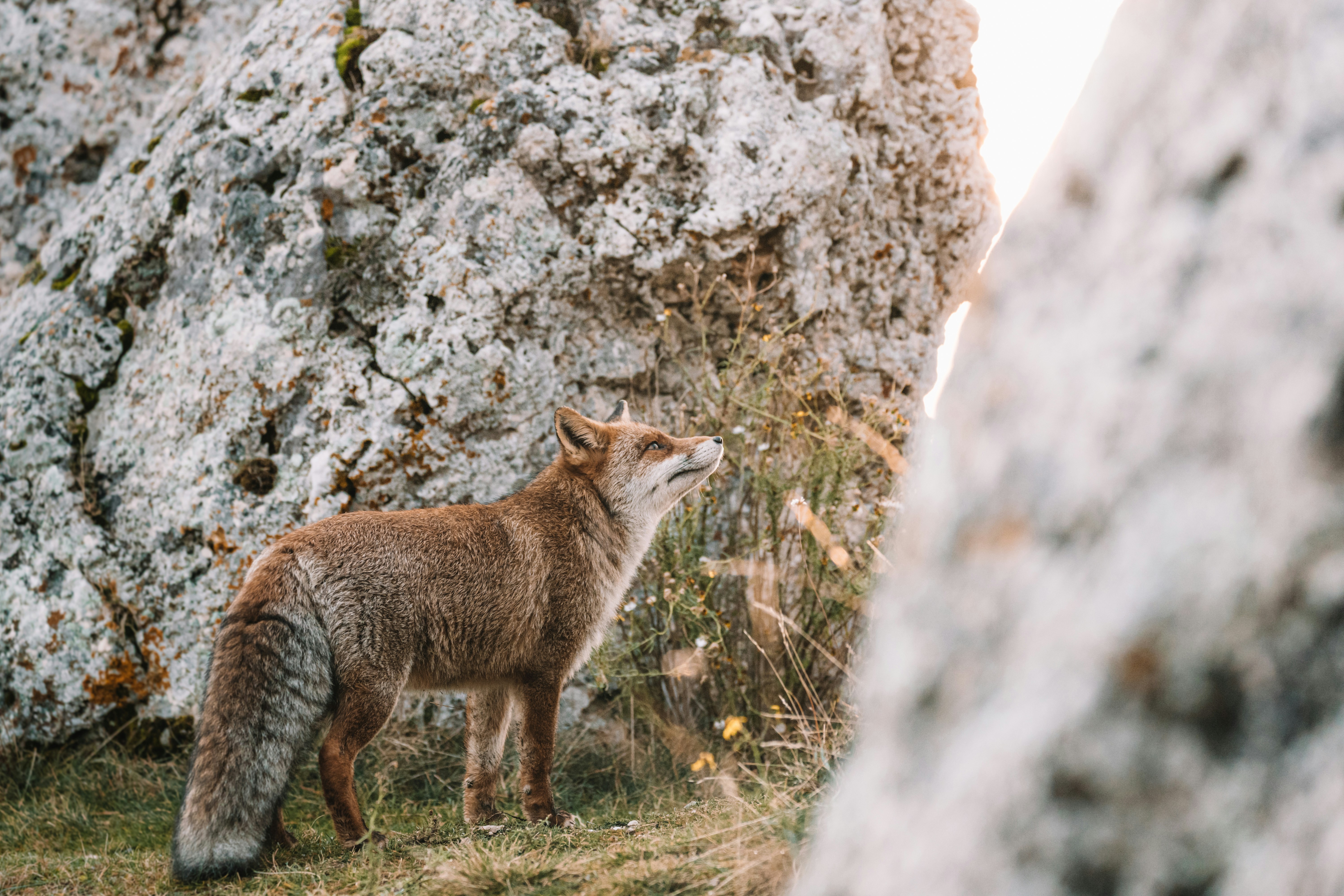 Fox photo shot on Sony Alpha 7 III
