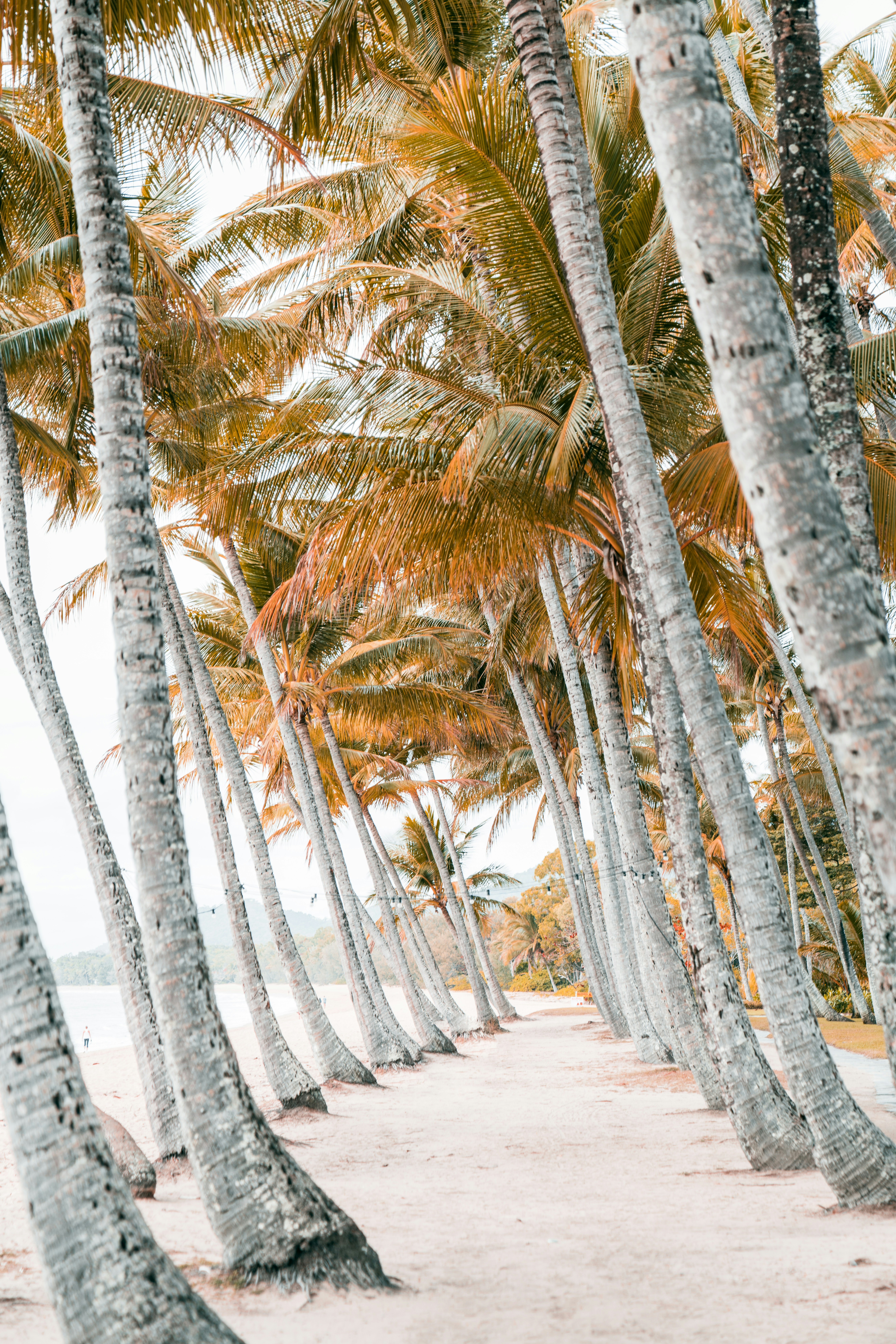 A tranquil pathway flanked by tall palm trees, leading toward a serene beach. The warm hues of the leaves create a peaceful atmosphere.