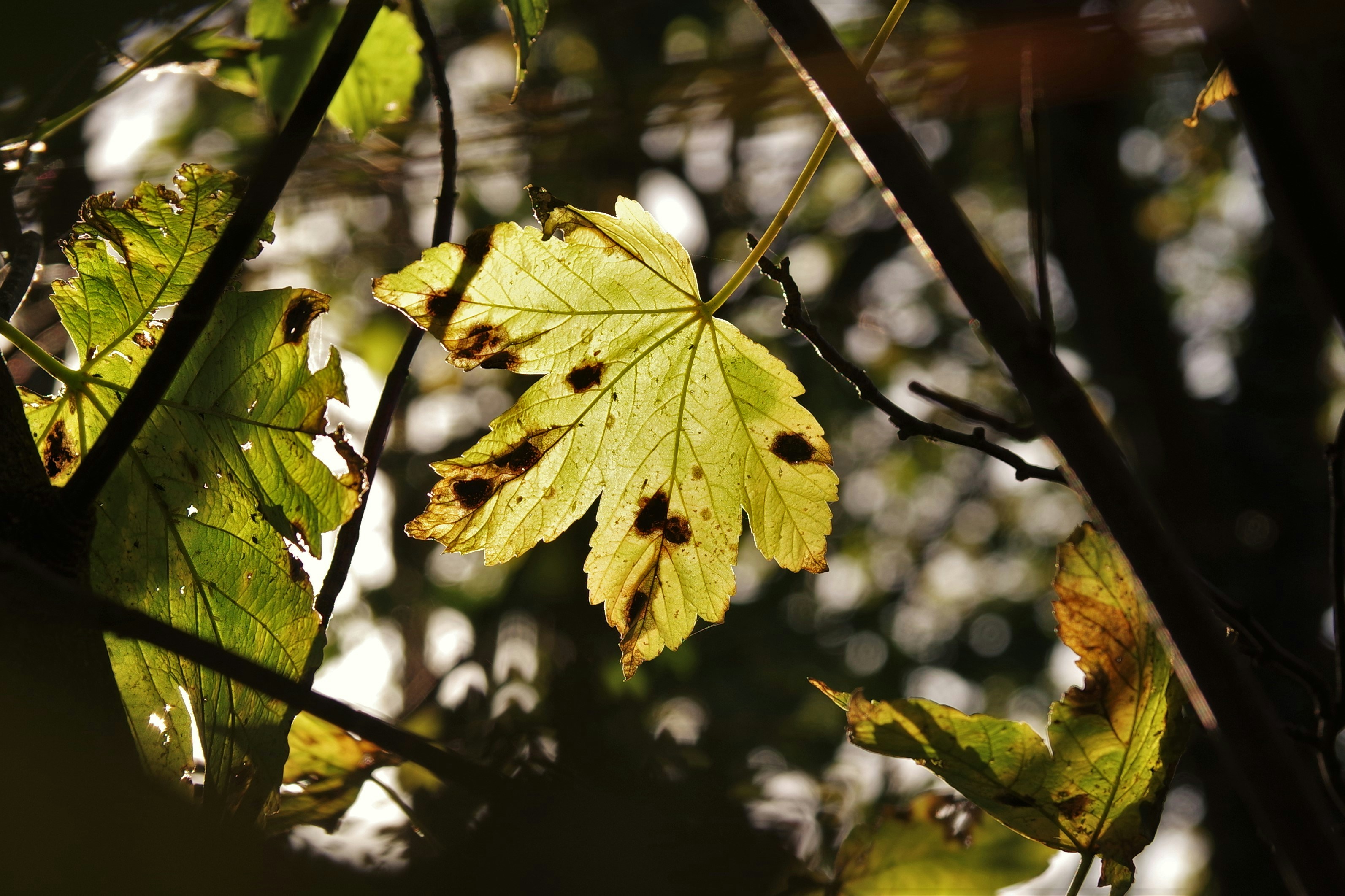 Sunlit leaves displaying vibrant green hues and dark spots, nestled among branches in a forest setting.