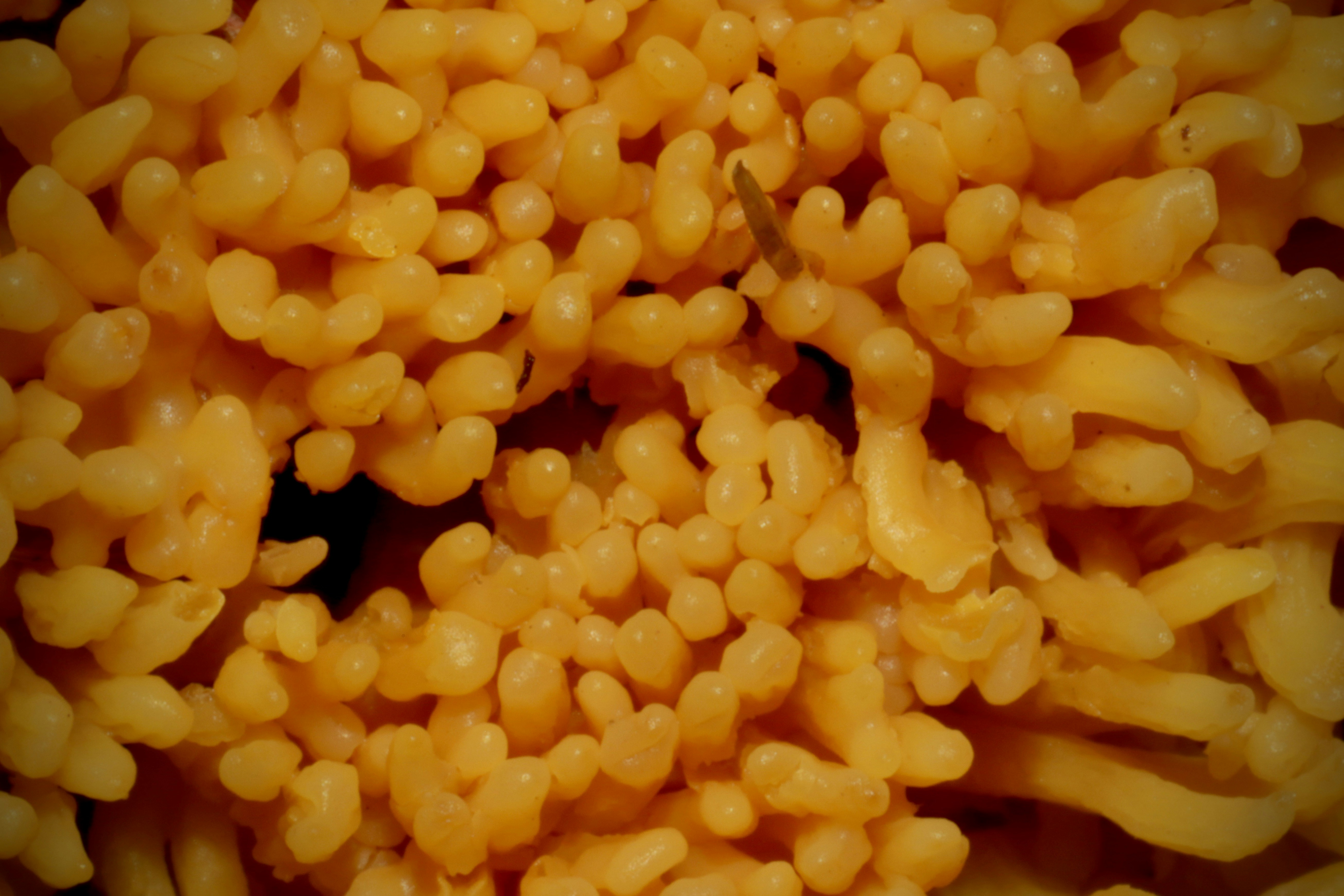 Close-up view of vibrant yellow coral-like structures, showcasing their unique texture and organic forms.