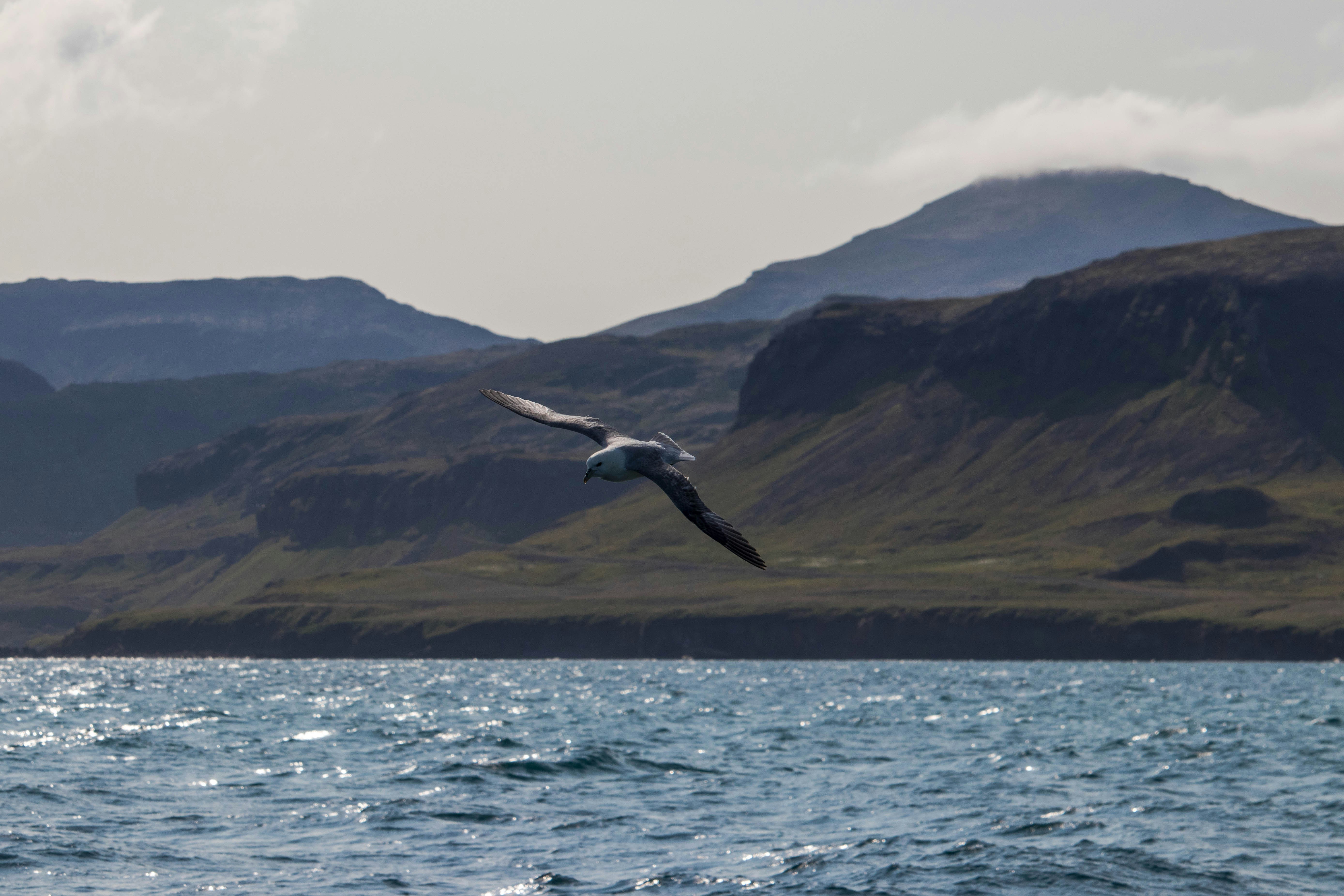 Gull in Mid-Flight Over a Wind-Scoured Coastal Inlet