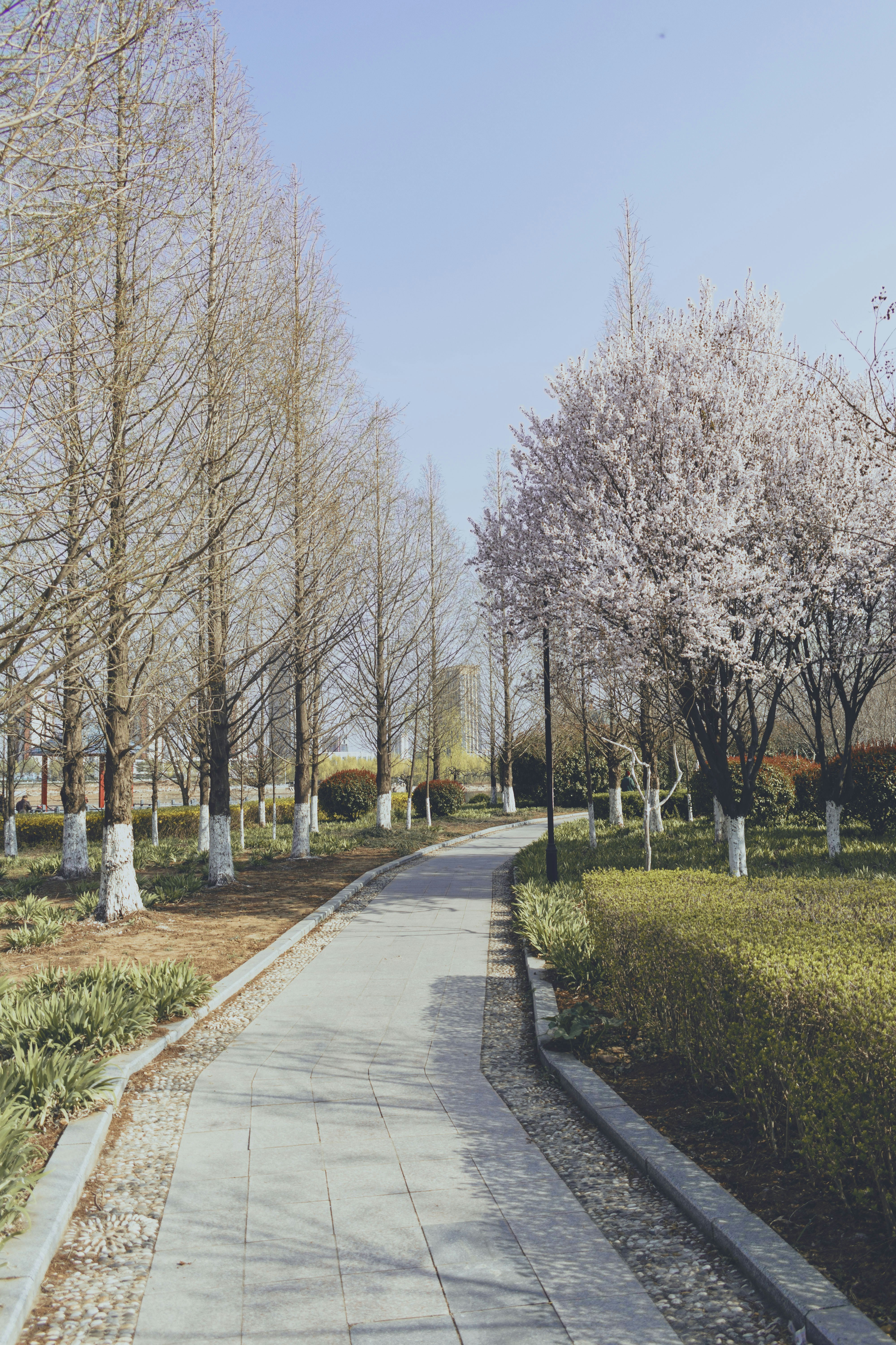 Gray concrete pathway between trees during daytime photo – Free Plant ...