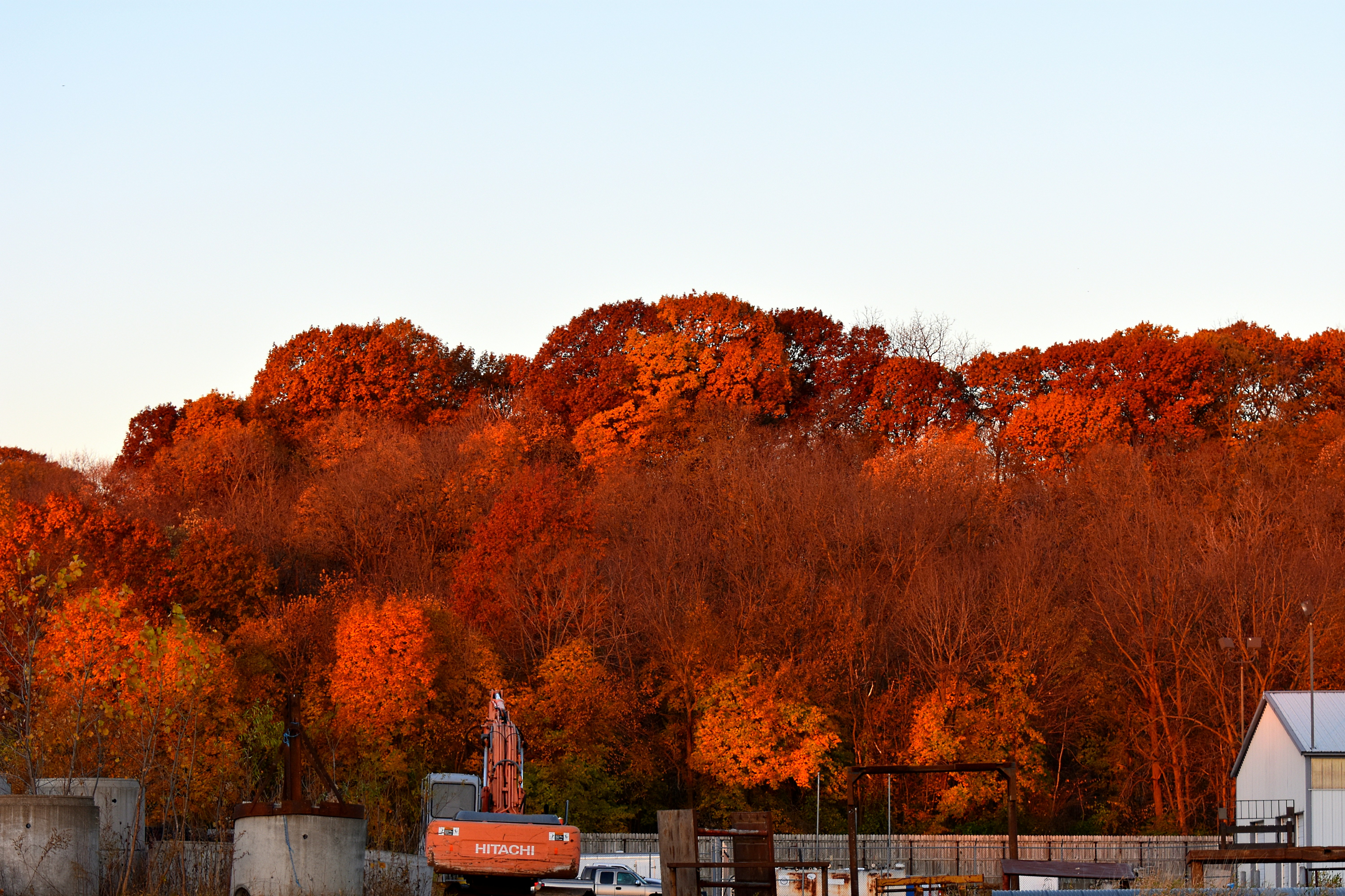 Crimson Canopy Over Concrete: An Autumn Excavator Scene