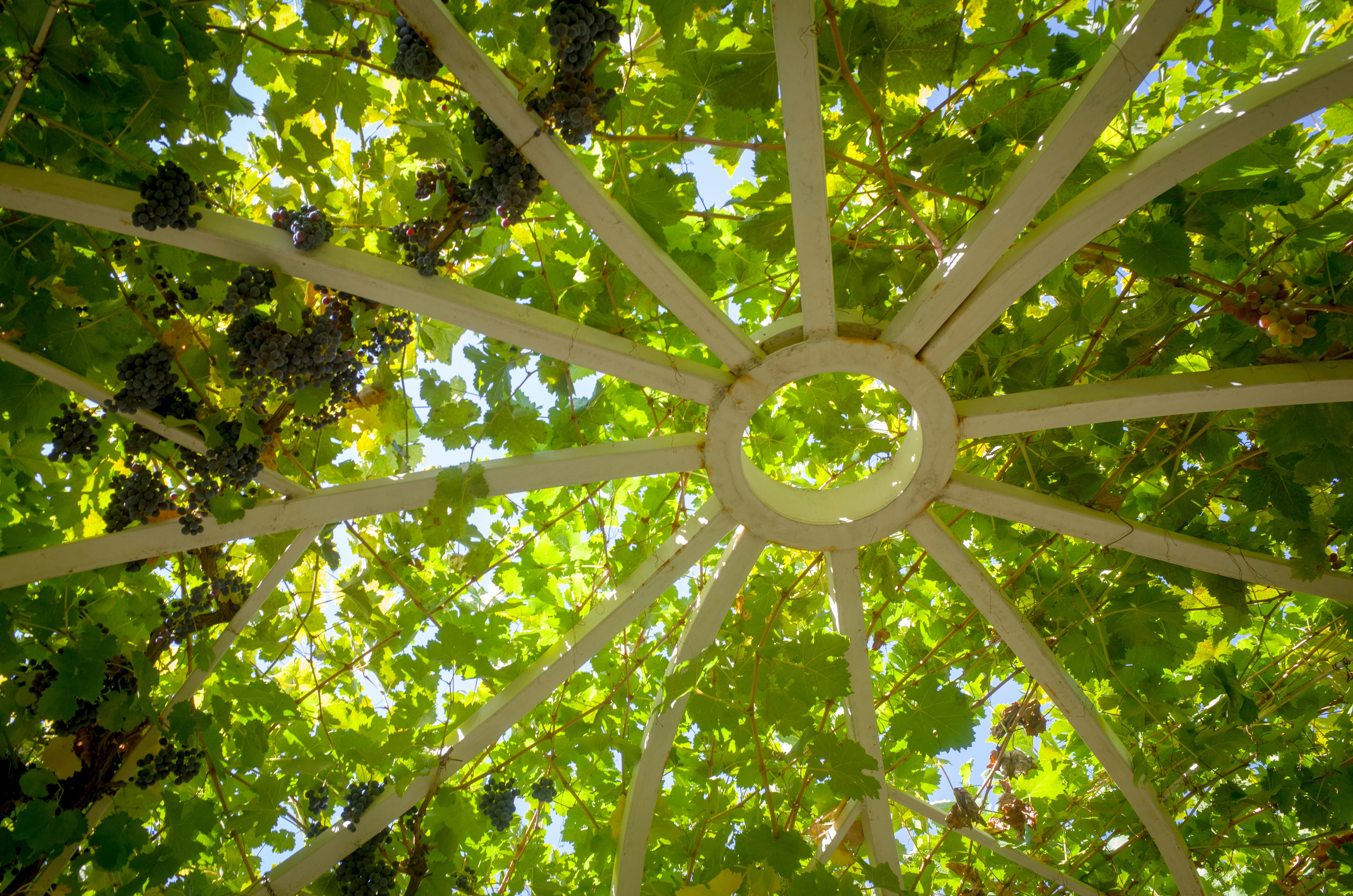 Radiant Ring: Grapevine Canopy Framing the Sunlit Sky