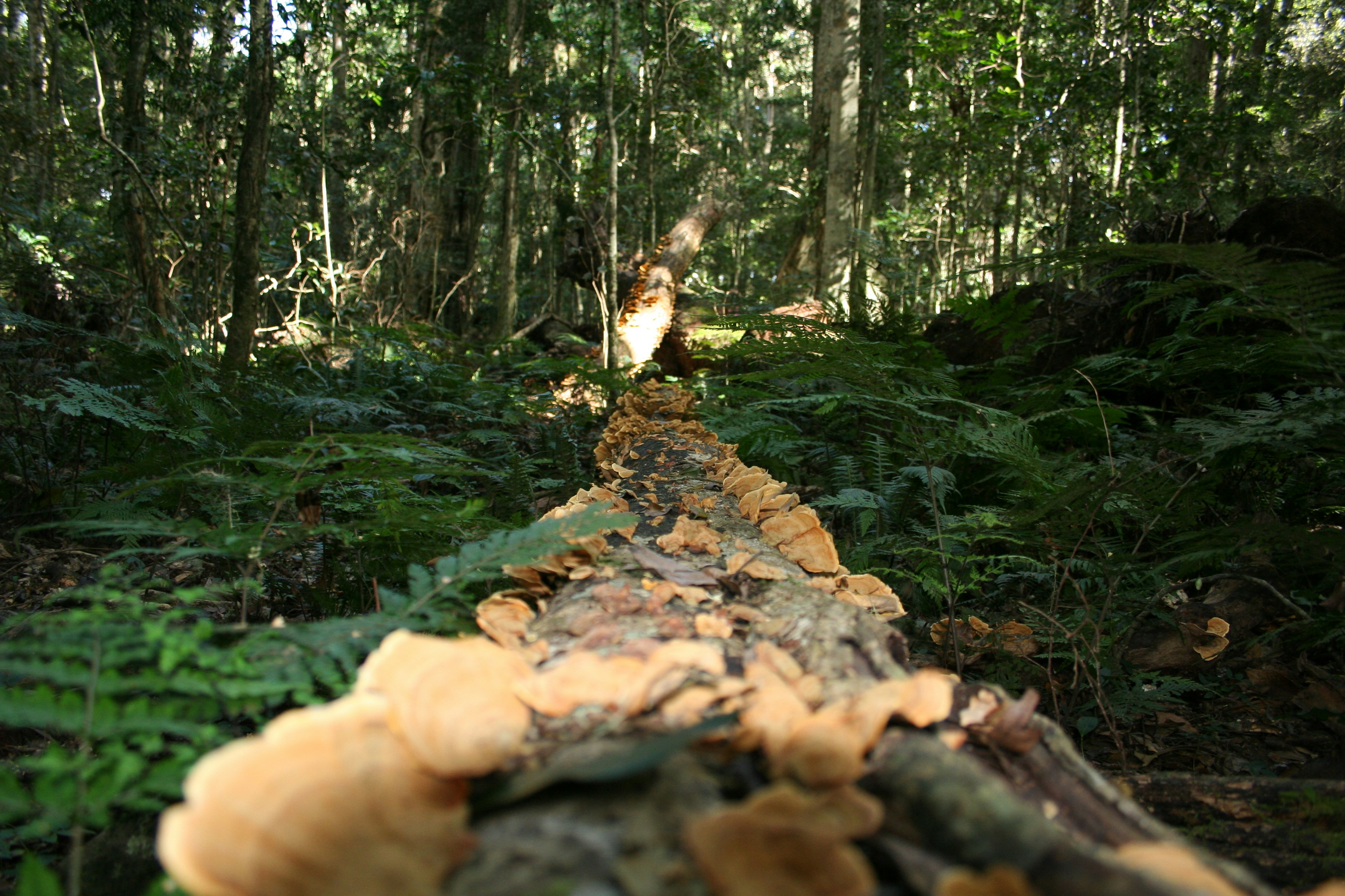 A fallen log adorned with vibrant fungi stretches through a lush forest, surrounded by ferns and dappled sunlight filtering through the trees.