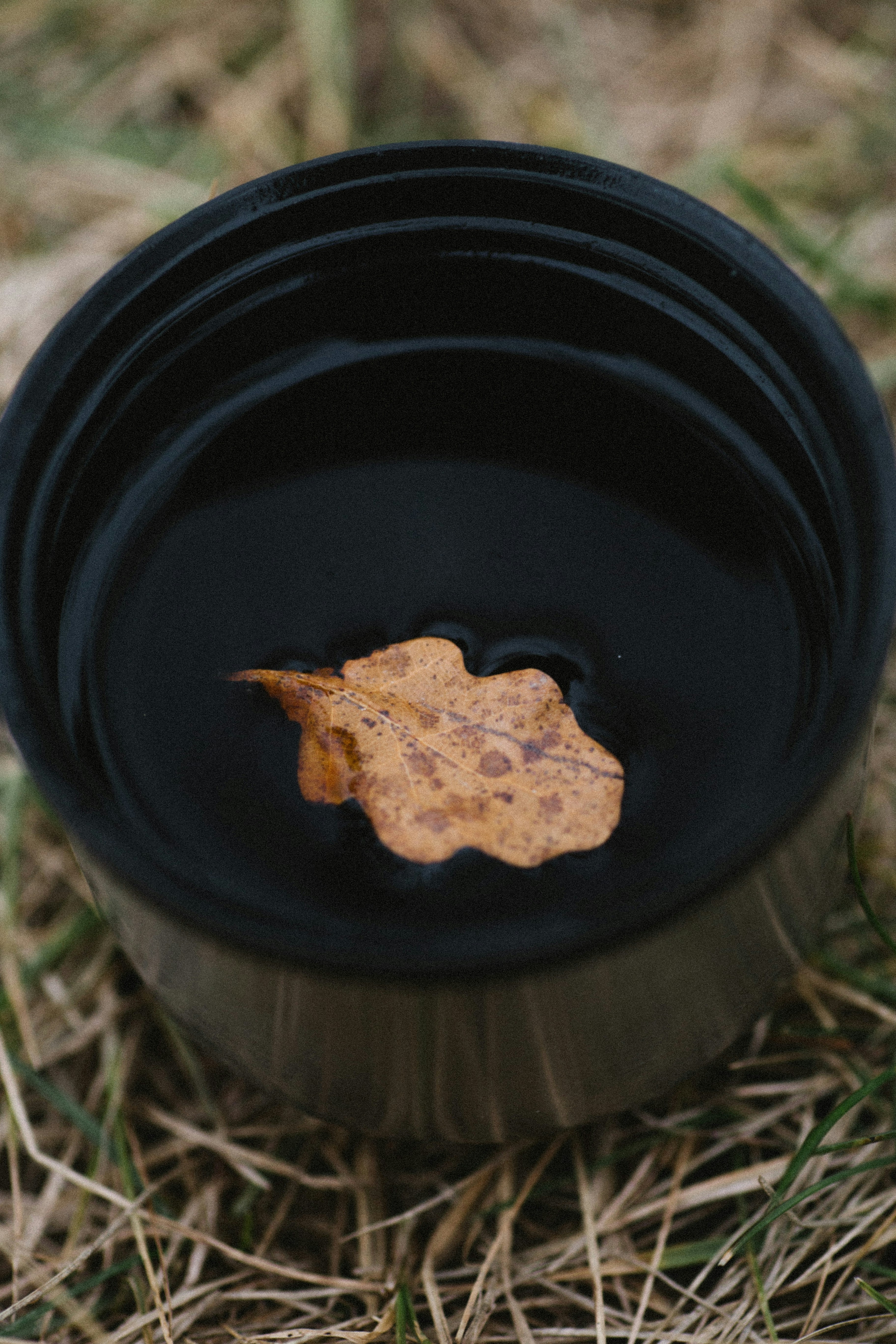 Autumn Leaf in a Dark Vessel: A Quiet Moment on the Forest Floor