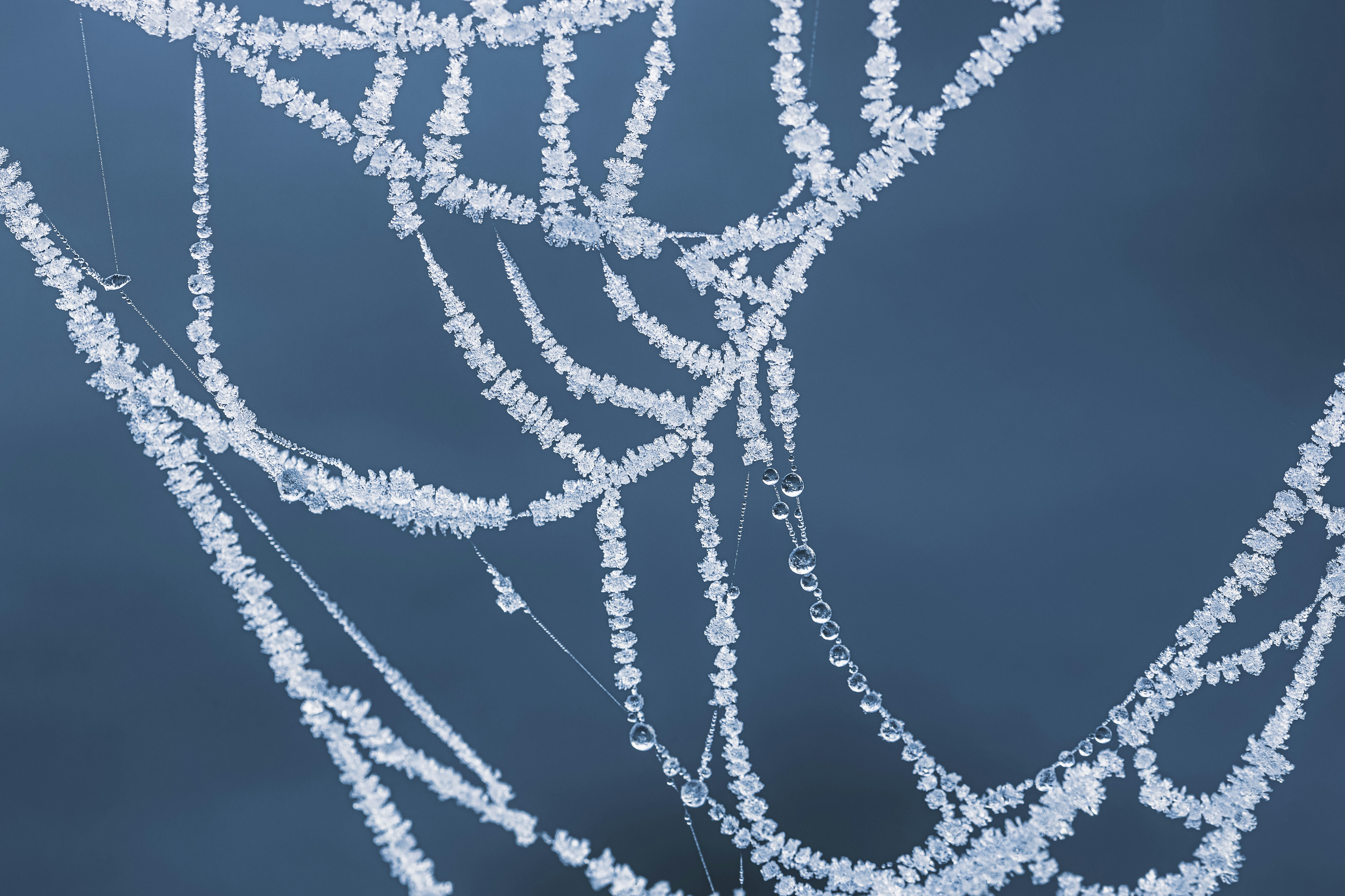 Gossamer Threads in a Silent Blue Morning