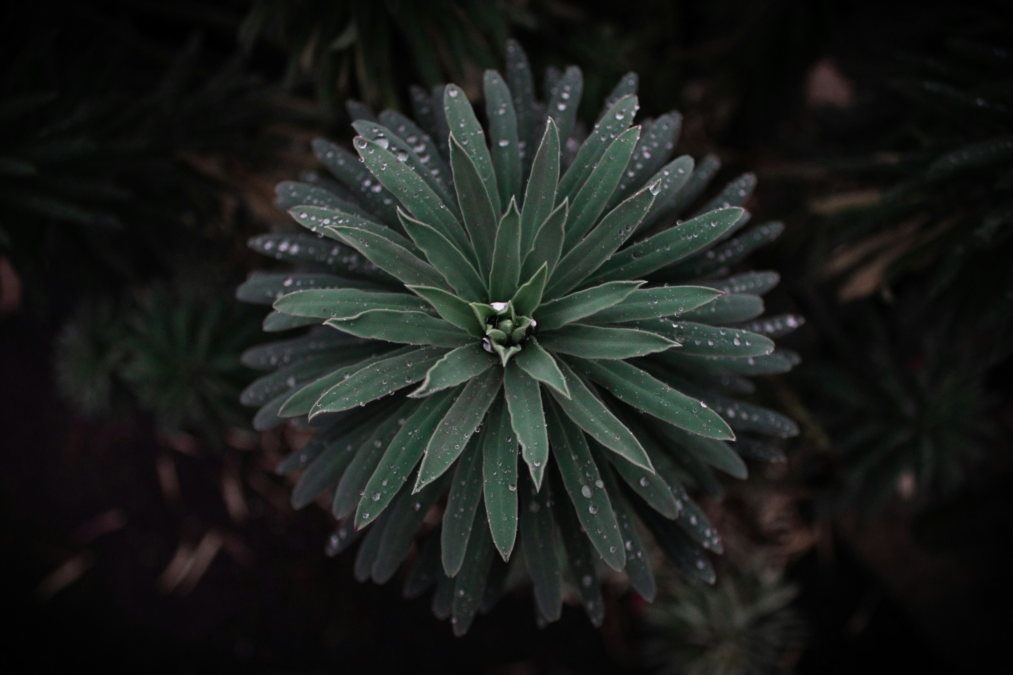 A close-up view of a succulent plant with dew-covered leaves, showcasing intricate patterns and vibrant green hues.