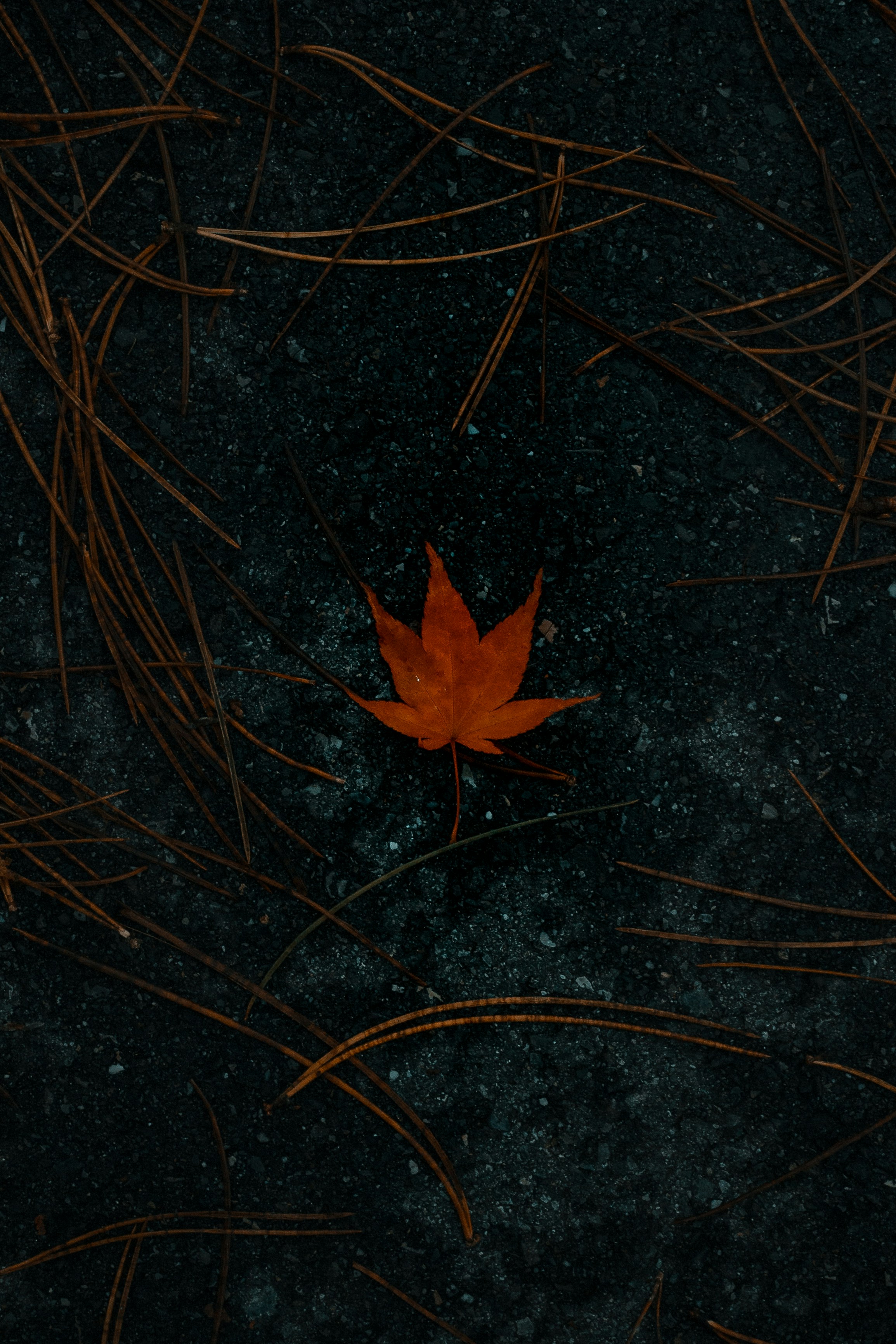Vibrant red maple leaf resting on a dark, textured surface surrounded by pine needles.