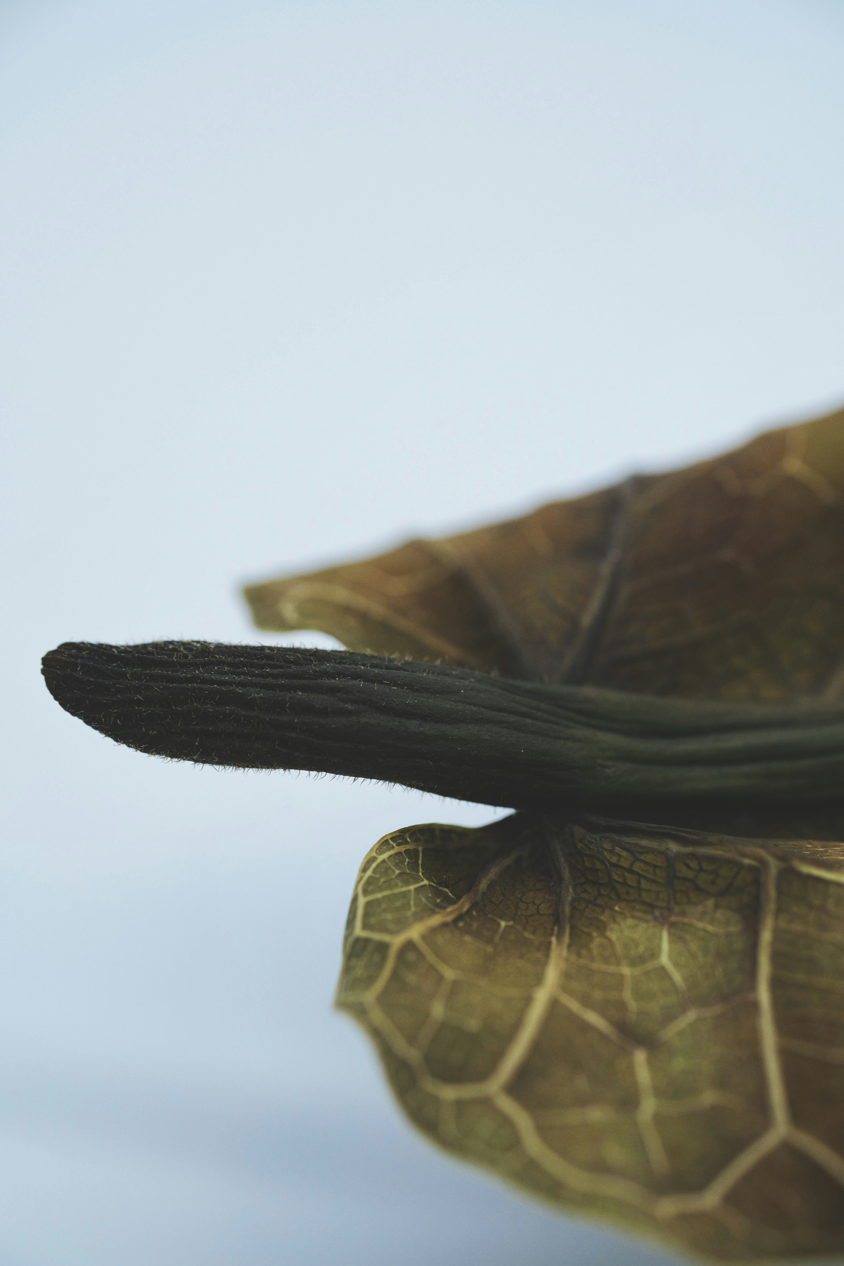 Close up of a dead ficus leaf