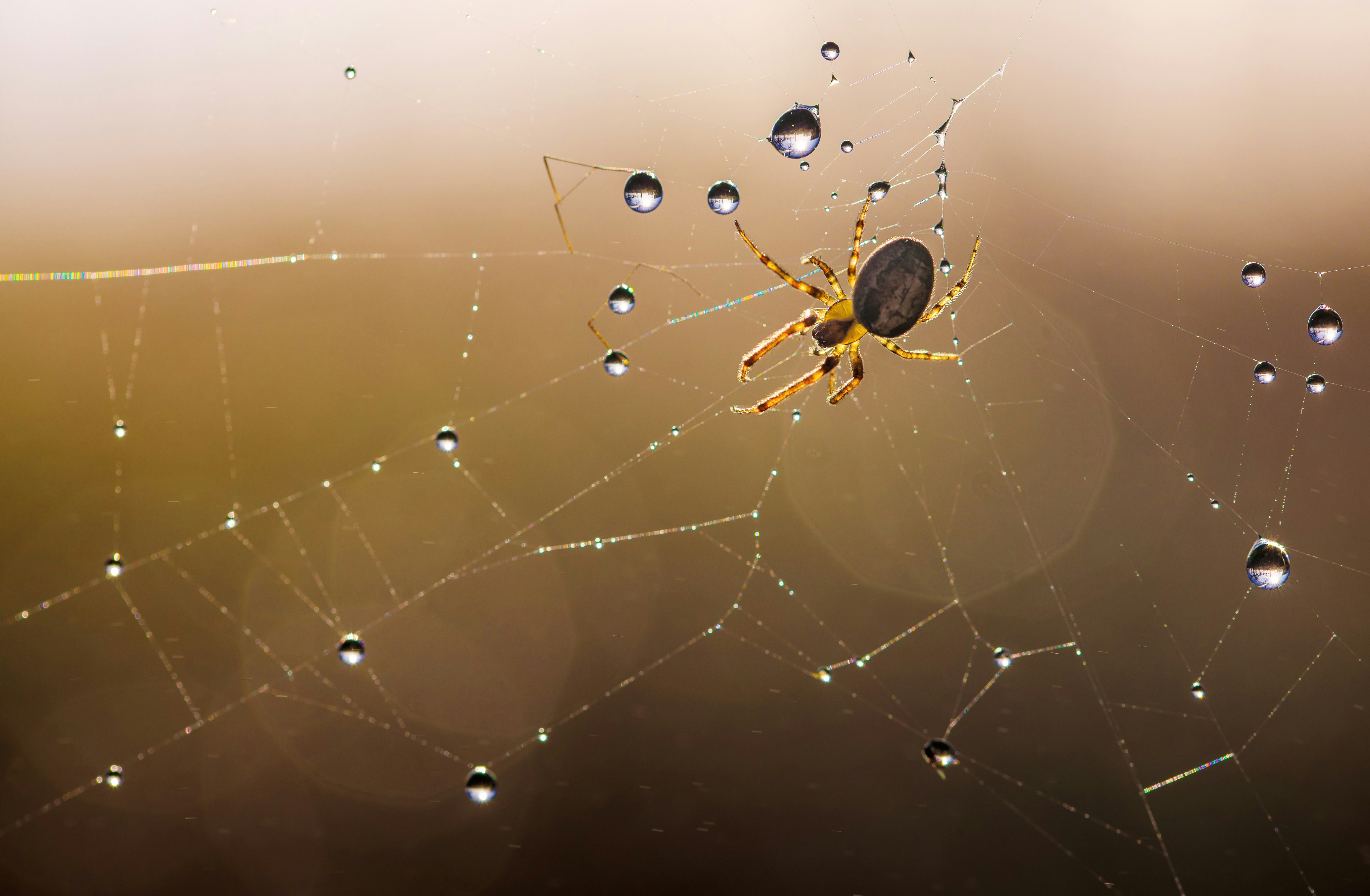 Spider quenches their thirst
