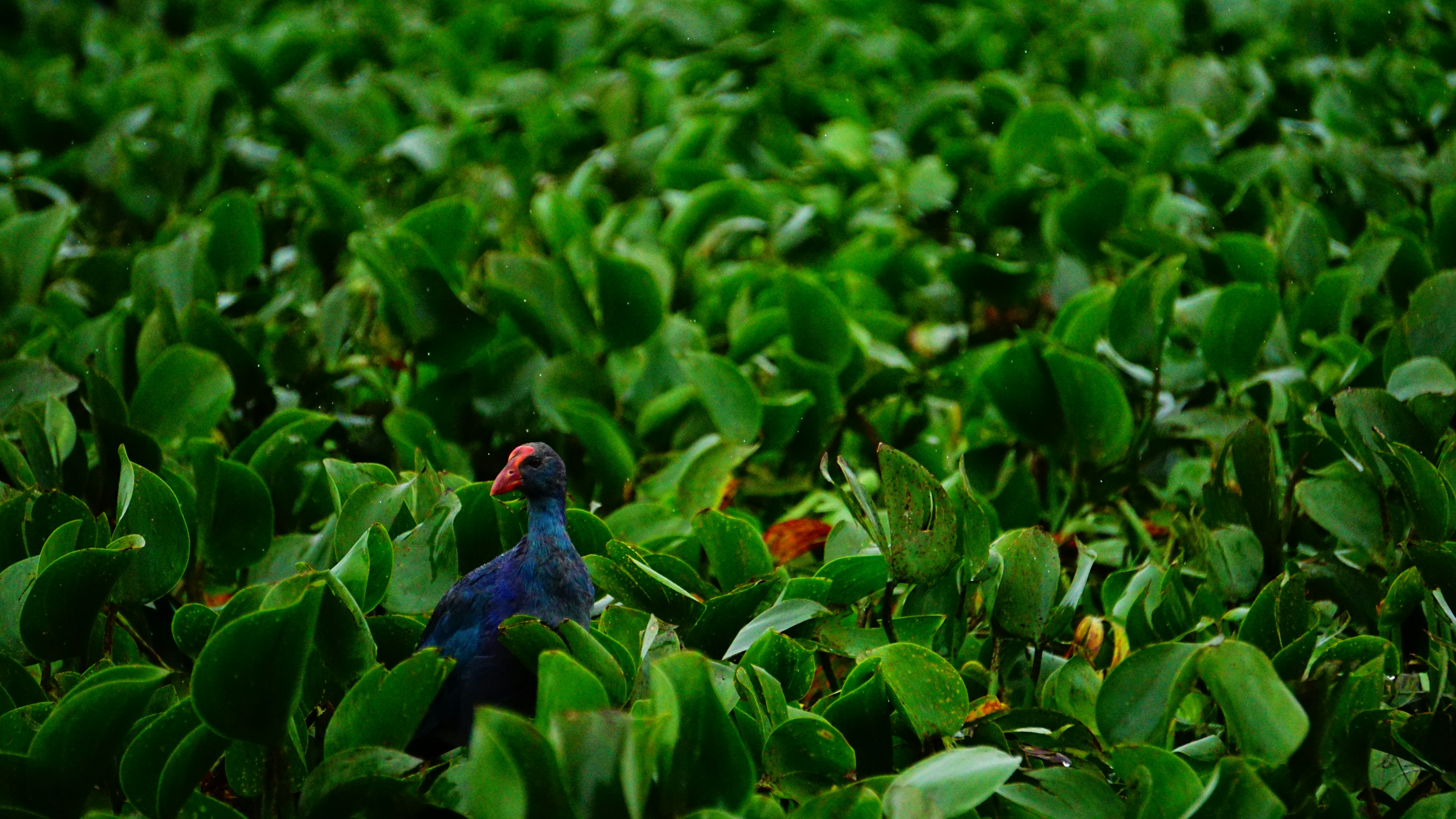 Purple swamphen nestled among dense green foliage.