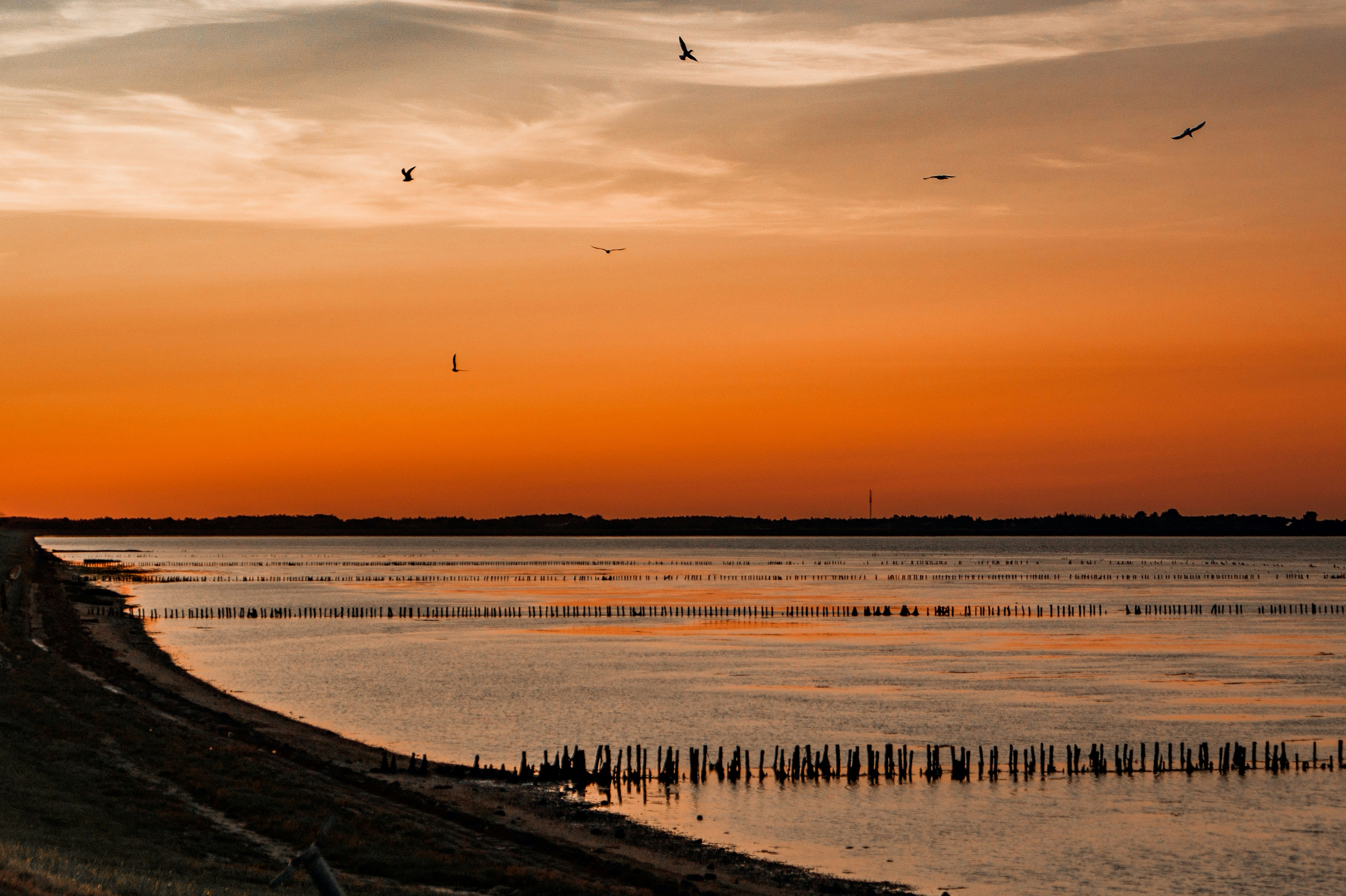 Birds soar over a serene coastal landscape bathed in vibrant orange hues at sunset.