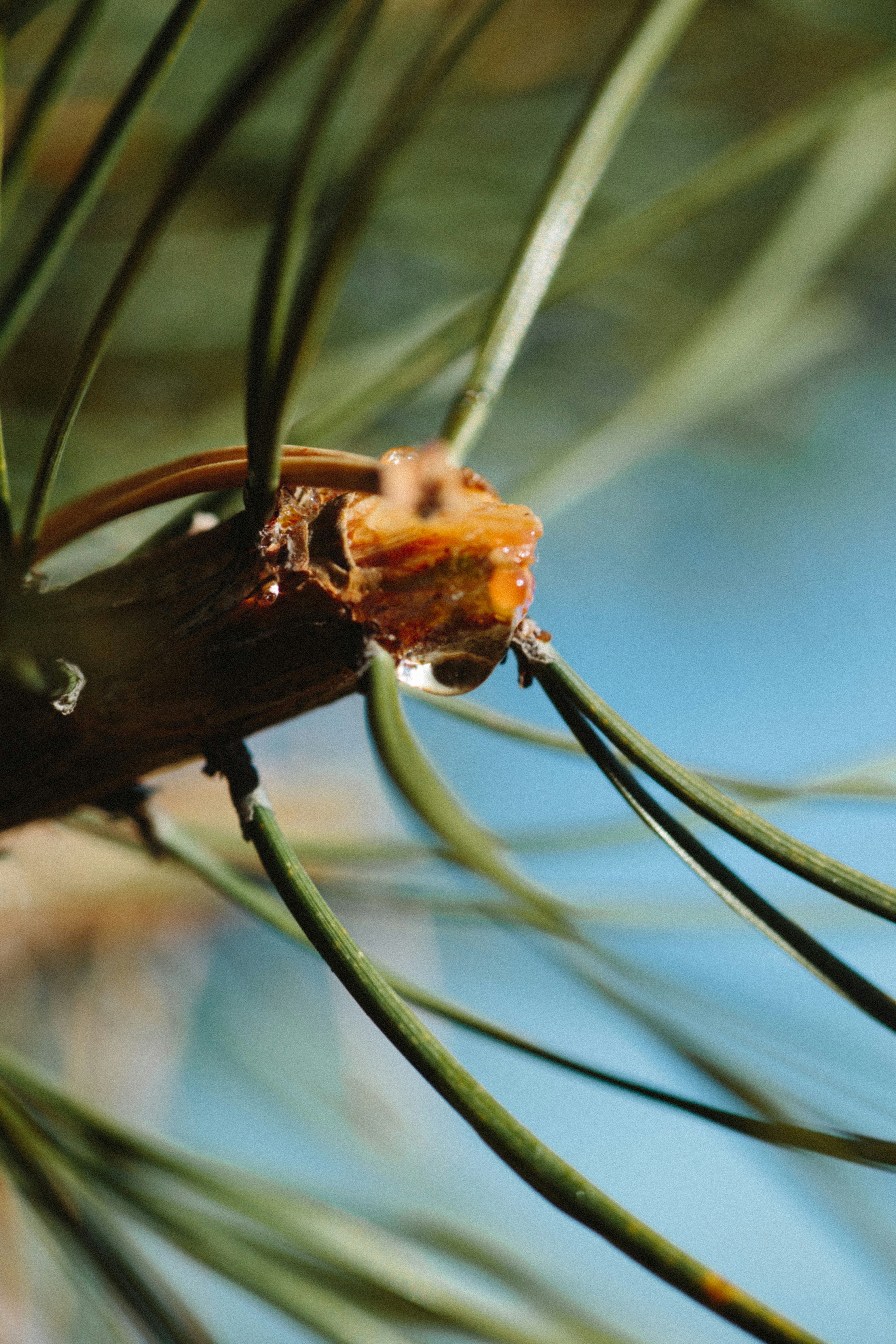 brown and green plant stem