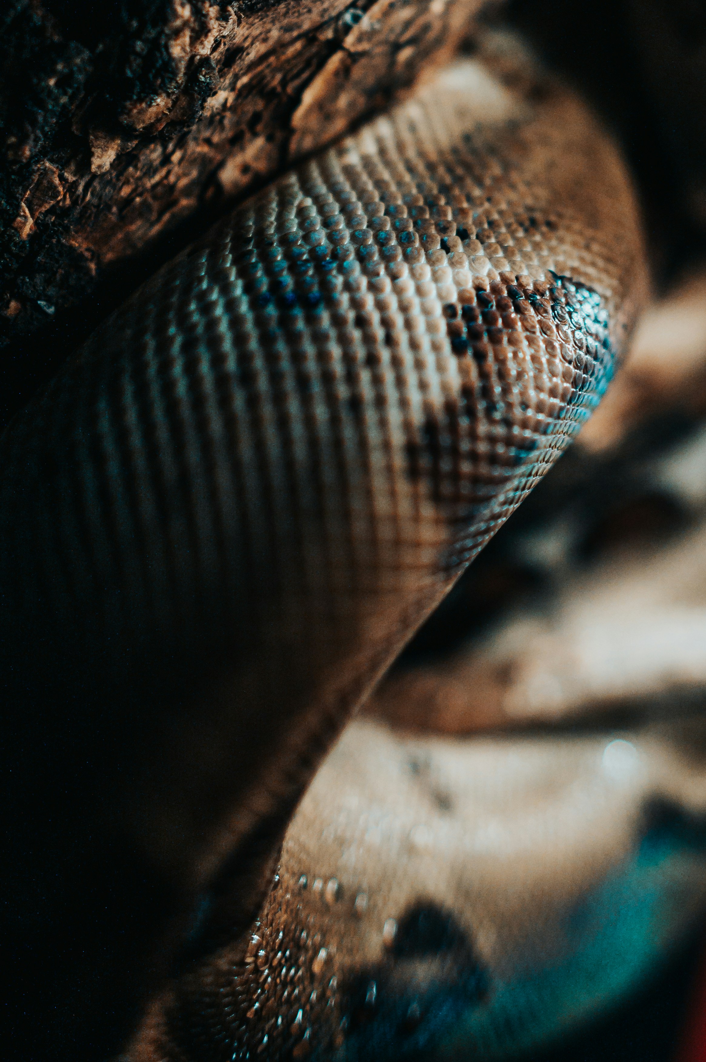 Close-up of a snake's textured scales glistening with moisture, nestled against a natural backdrop. The intricate patterns and colors highlight the beauty of this reptile.