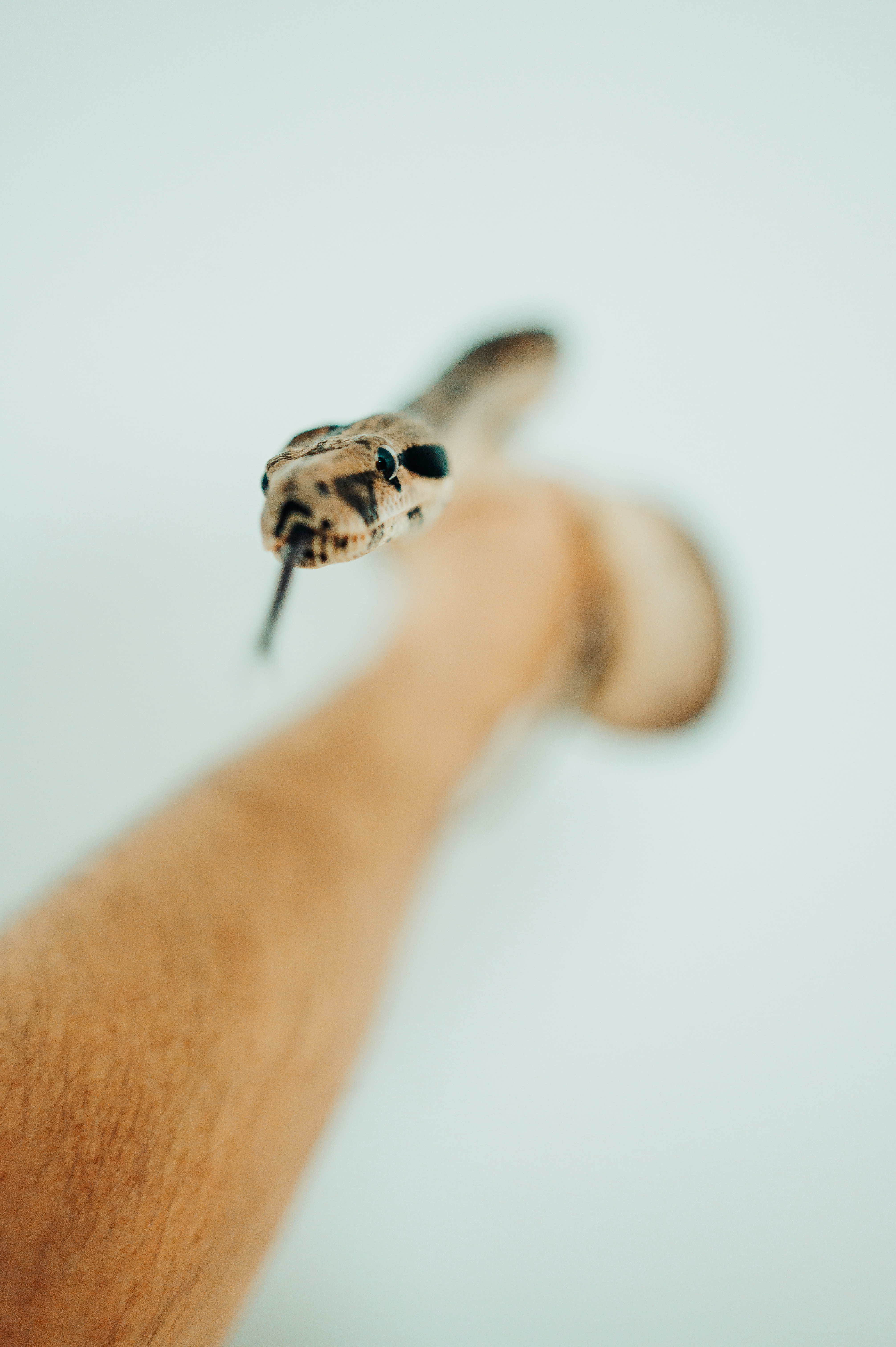 Detail of snake head on hand - big bokeh