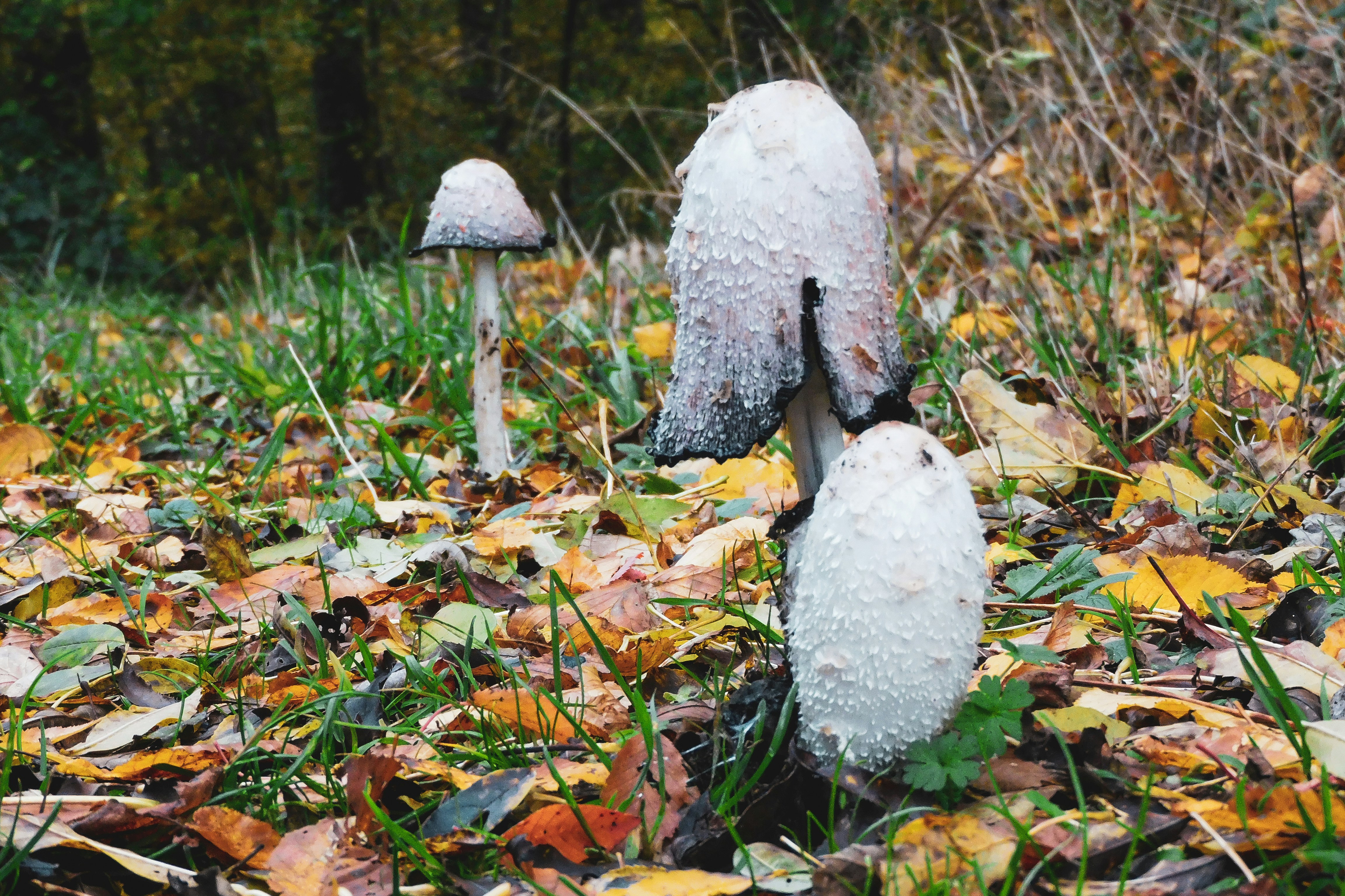 Three dew-speckled white mushrooms rise from a leaf-strewn forest floor. A photograph captures the quiet, damp woodland moment with autumn foliage softly receding in the background.