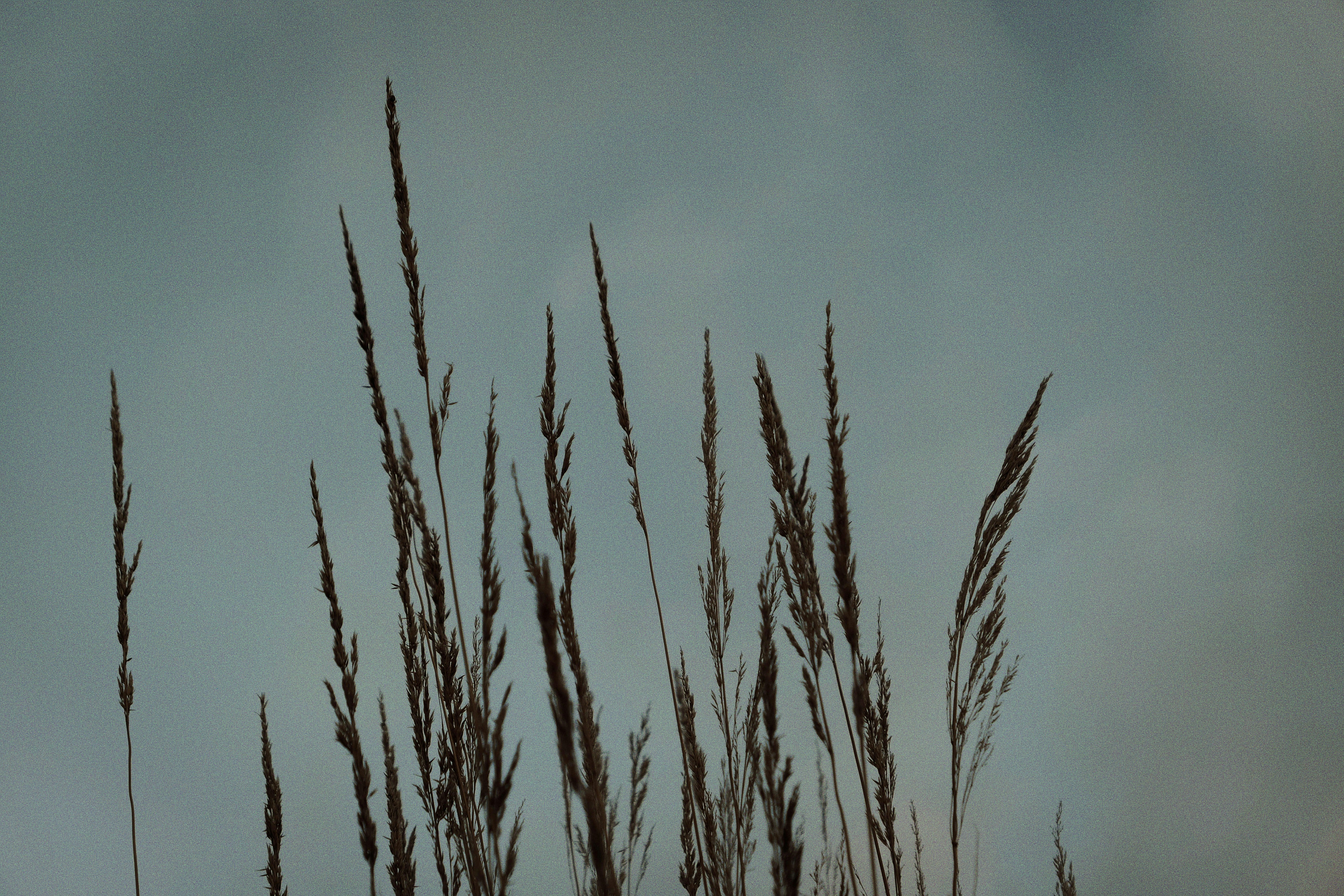 Silhouetted grass blades reaching skyward against a moody, cloudy backdrop. The composition evokes a sense of tranquility and nature's resilience.