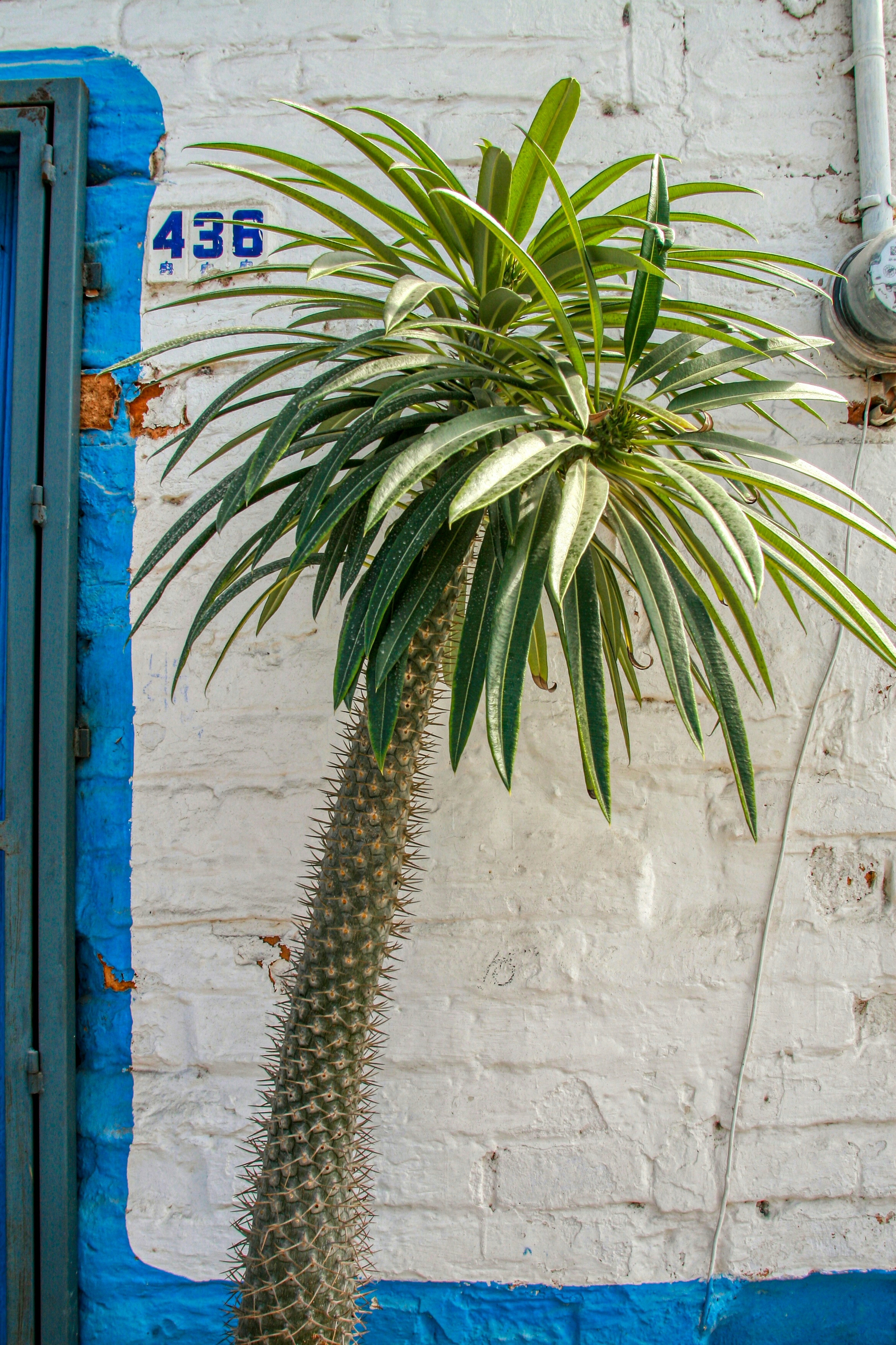 A tall cactus with spiky texture stands against a white wall, adorned with vibrant blue accents and a house number. The juxtaposition highlights the blend of nature and urban architecture.